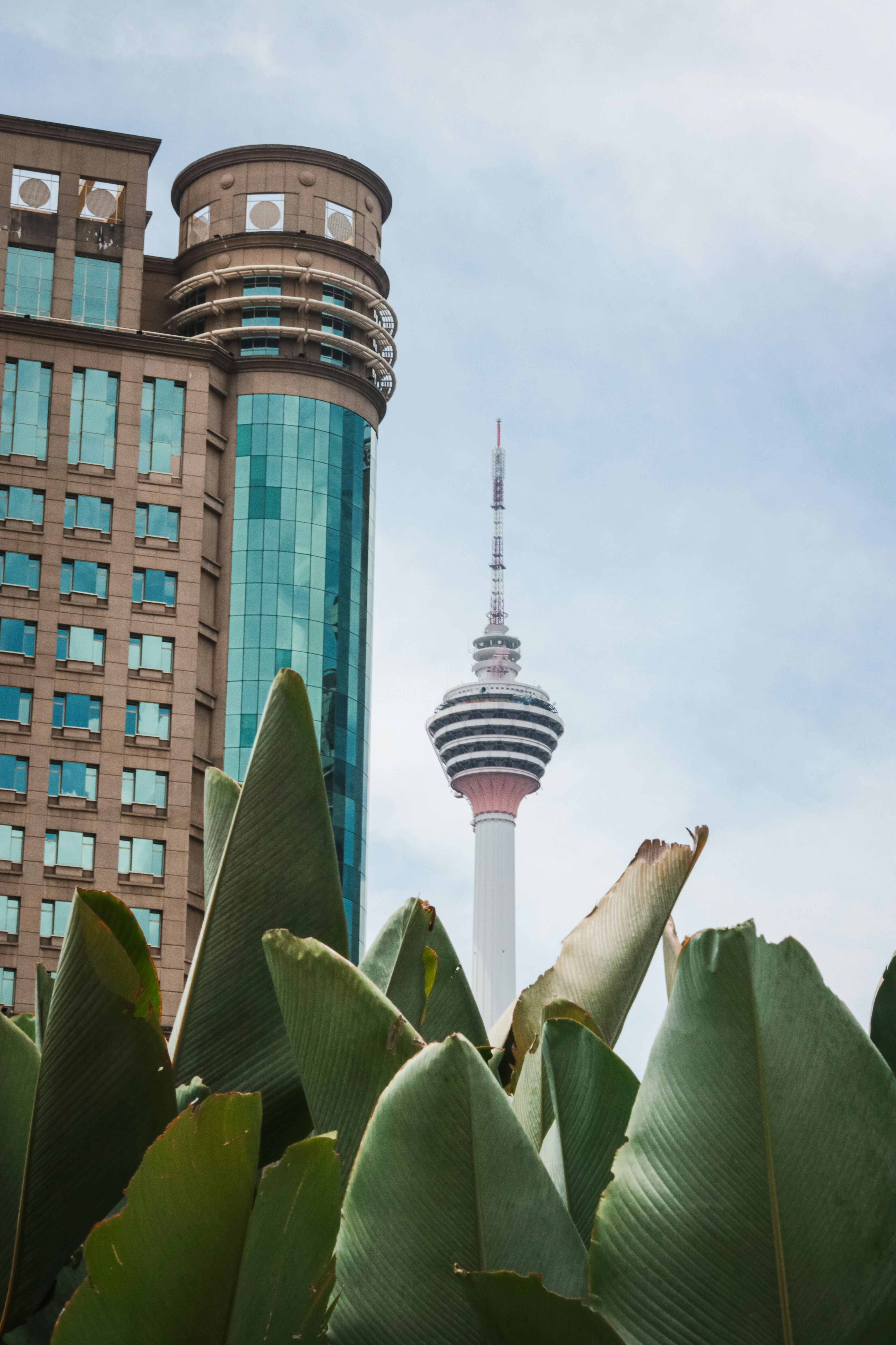 Spire Above the Canopy: An Urban Portrait Framed by Broad Leaves