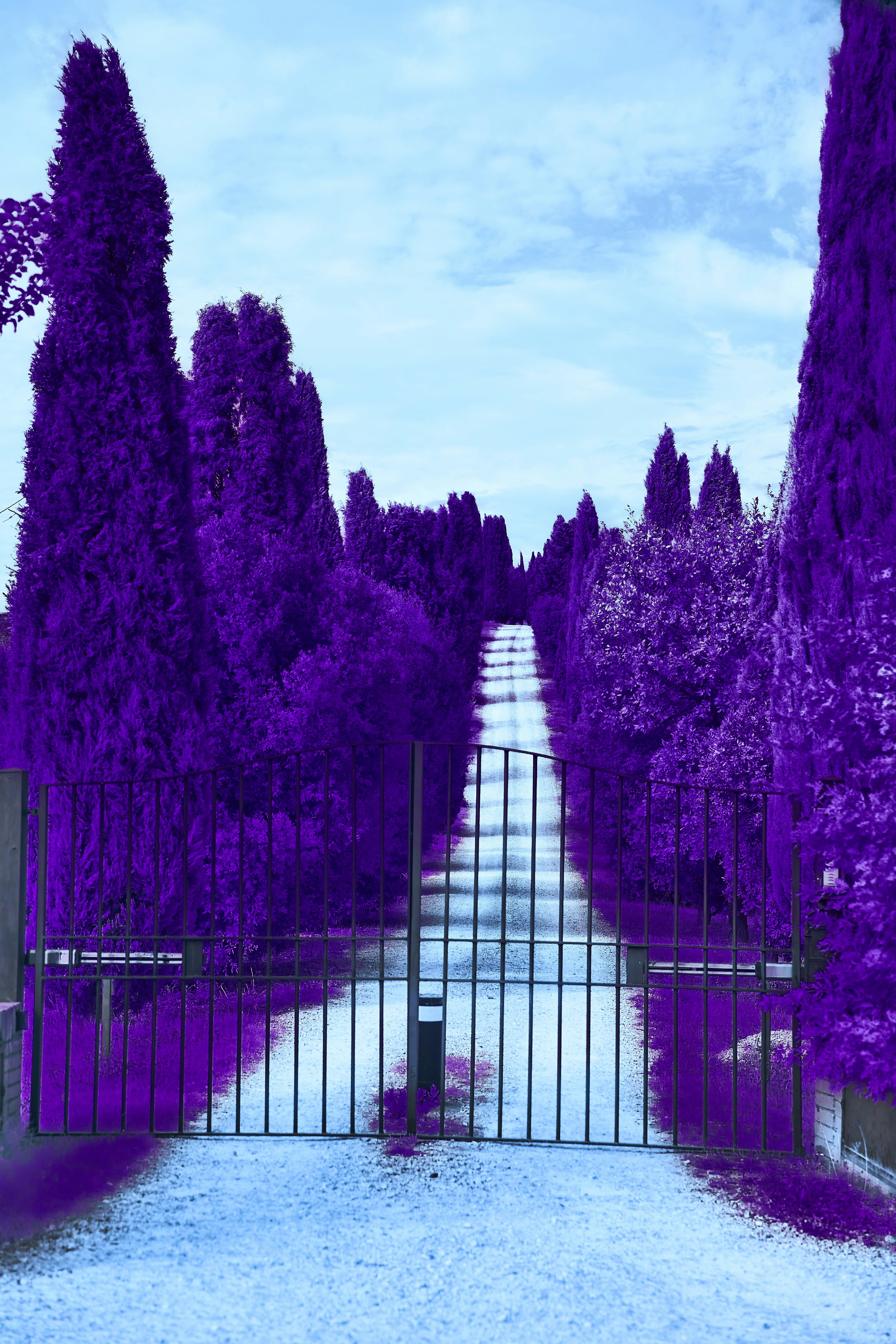The Violet Gate: A Gravel Path Opening into a Lavender-Colonnade