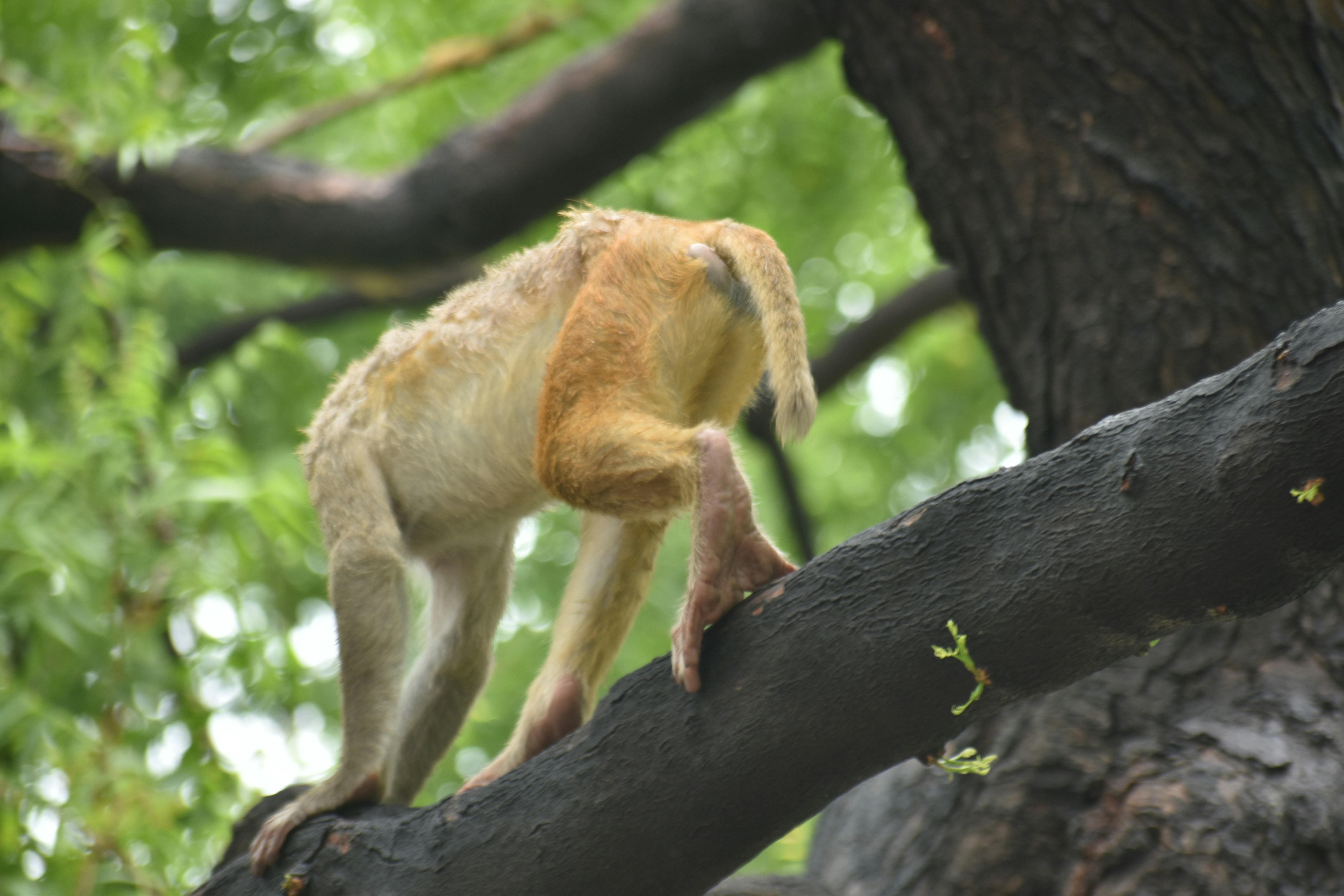 Arboreal Pause: A Primate's Cautious Step on a Sunlit Branch