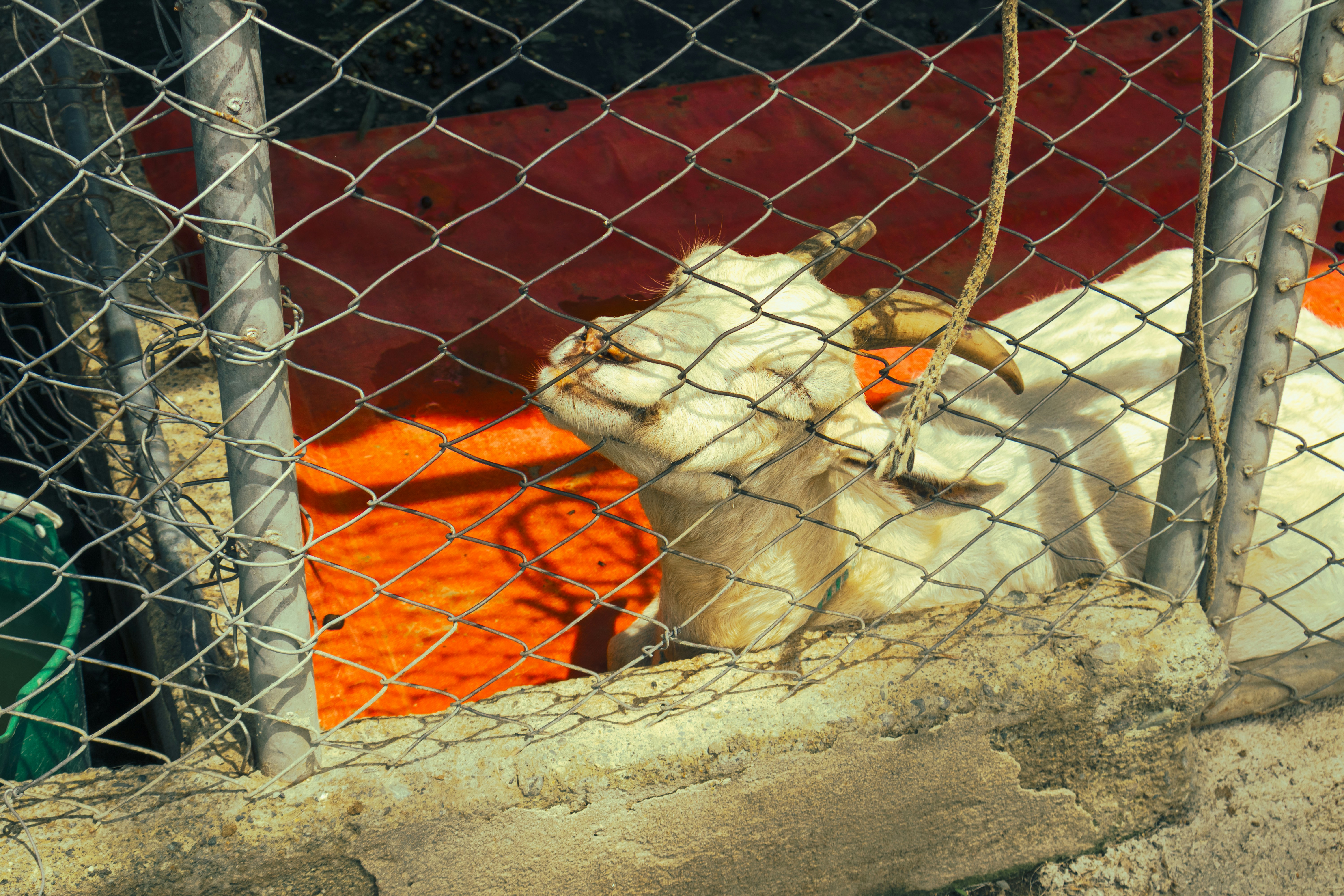 Foto Una cabra blanca acostada en un corral – Imagen Colombia gratis en ...