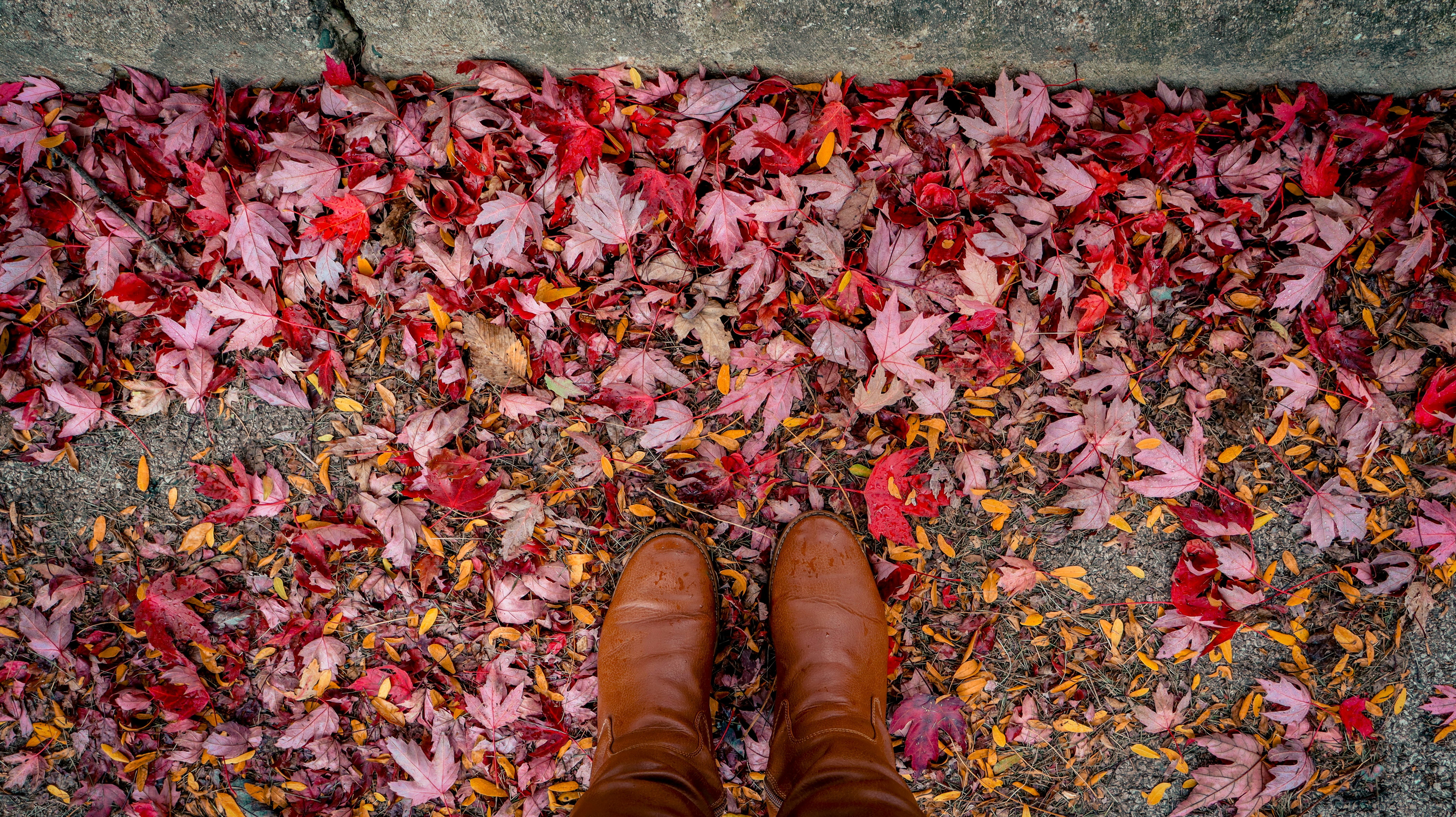 Brown boots on a path covered with vibrant red and orange autumn leaves.