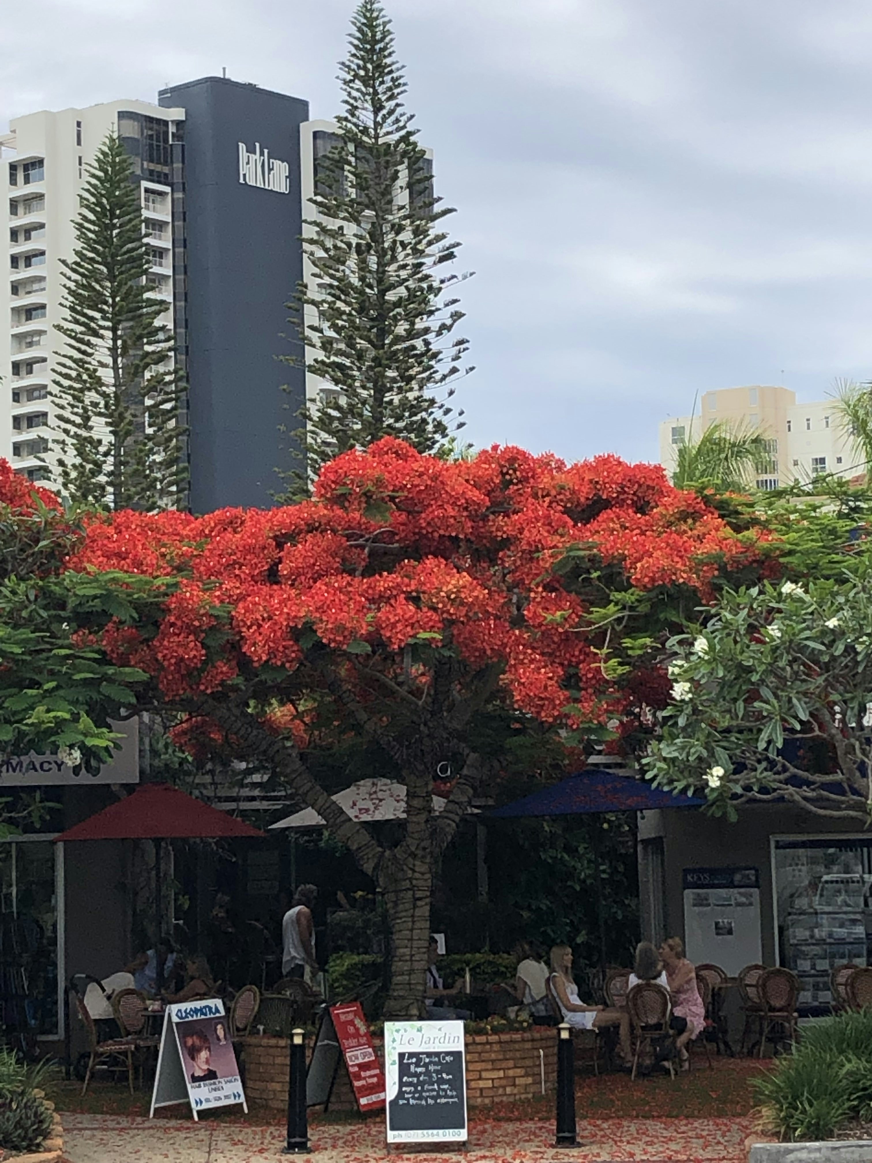 Vibrant Red Bougainvillea Arch Framing a Casual Outdoor Café