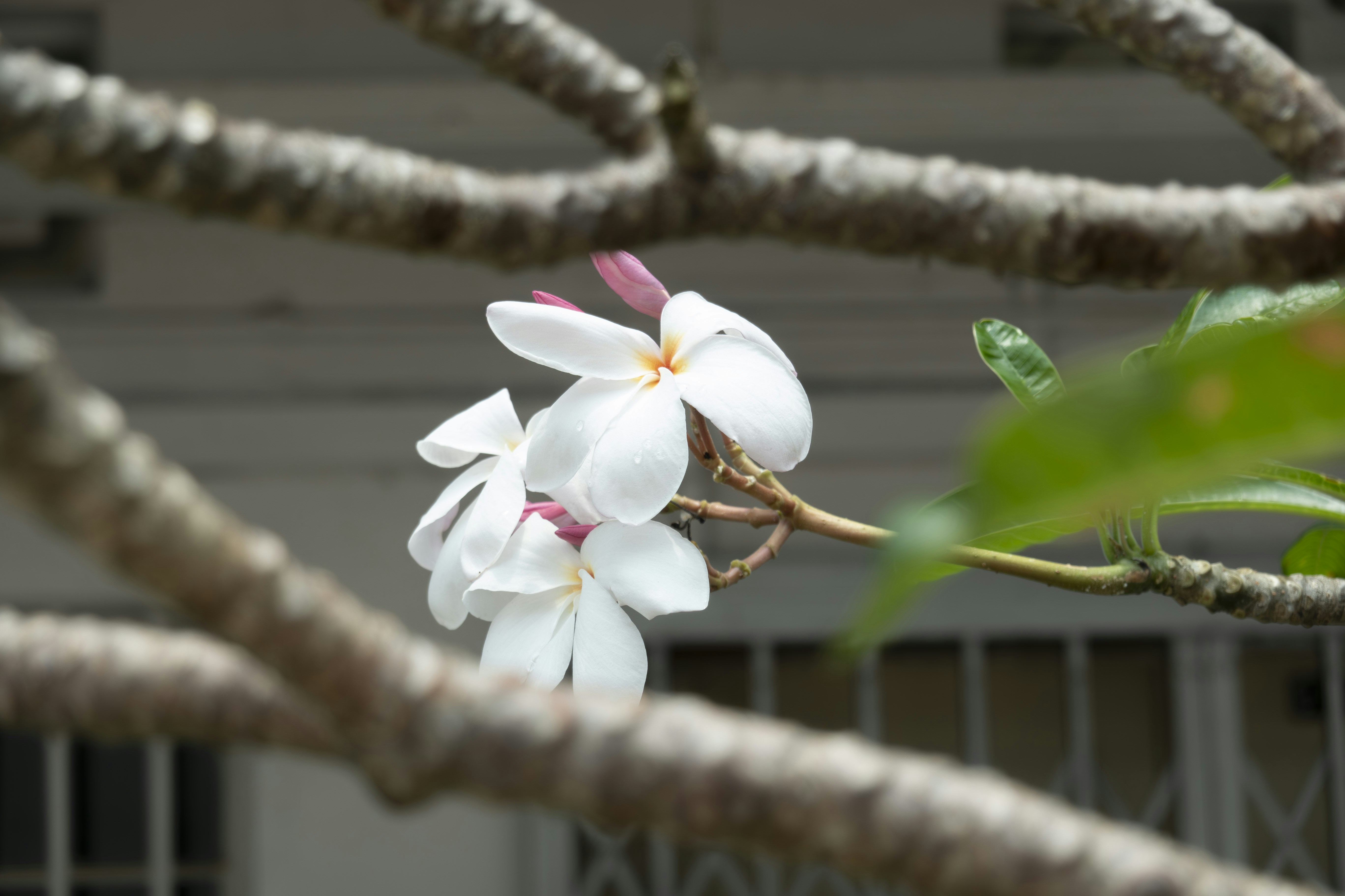 White Plumeria Bloom Framed by Weathered Branches