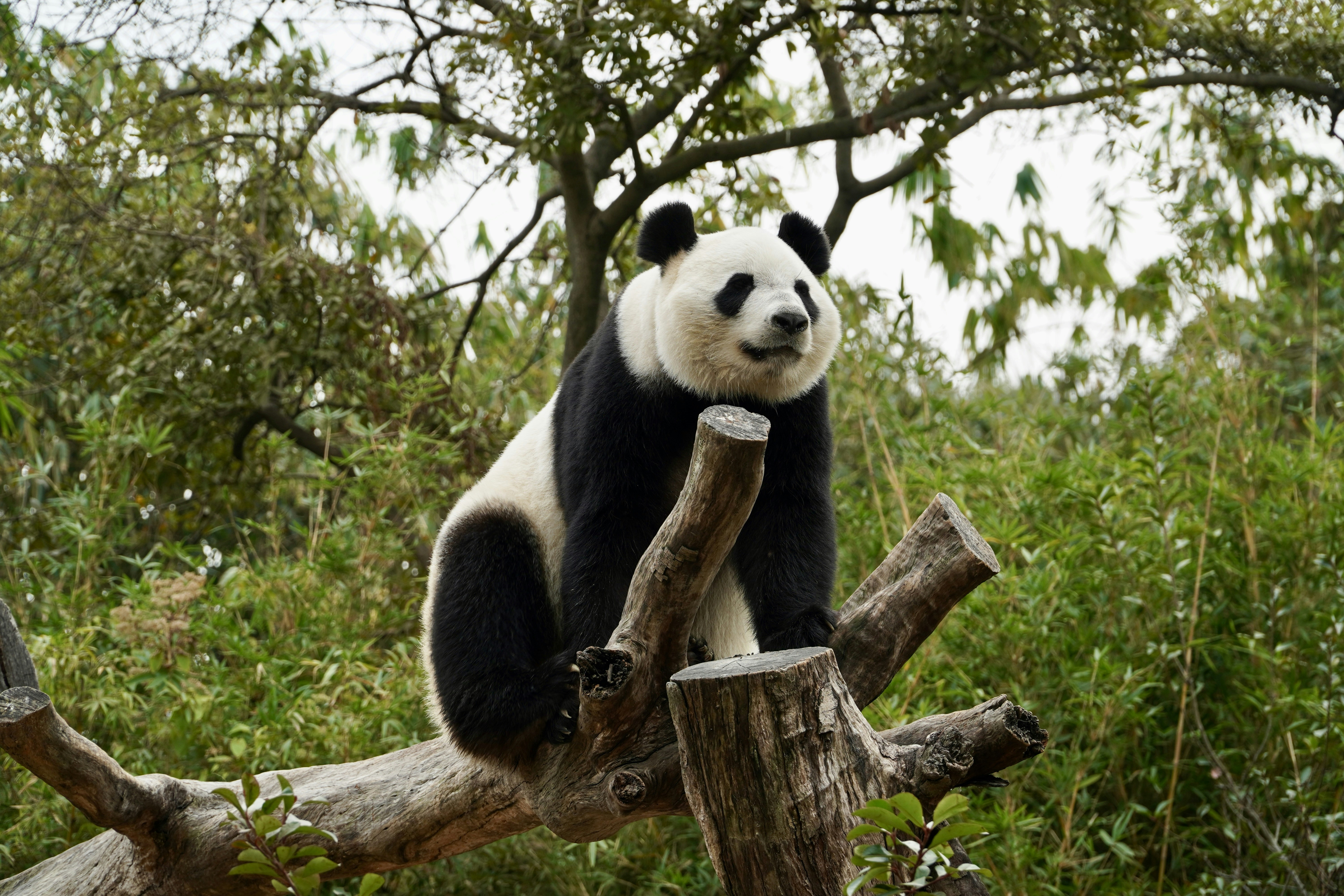 Un oso panda sentado en lo alto de la rama de un árbol foto – Imagen de ...