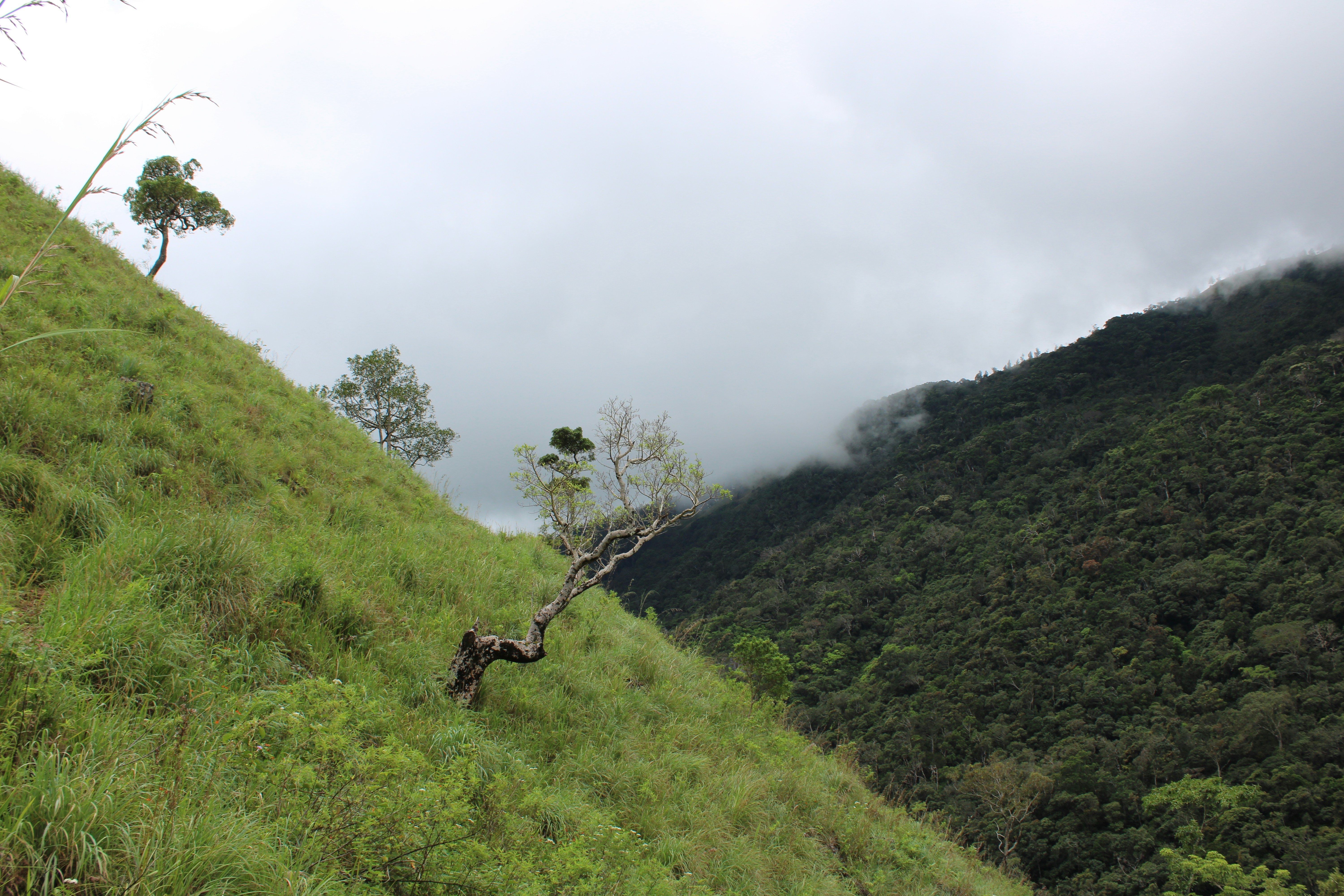 Weathered sentinel on emerald slopes amid a cloud-wreathed valley