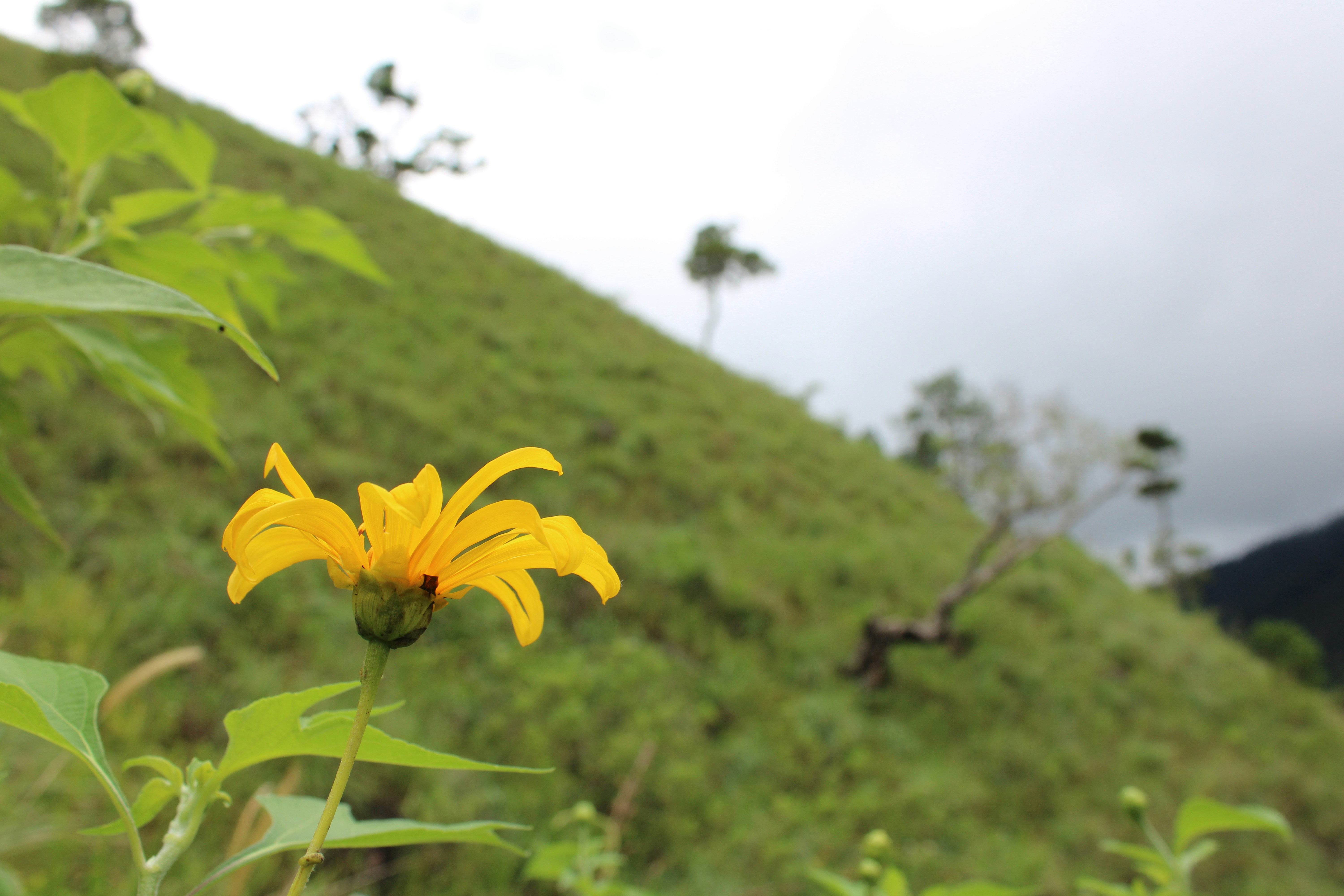 Lone Yellow Flower Anchors a Misty-Green Hillscape