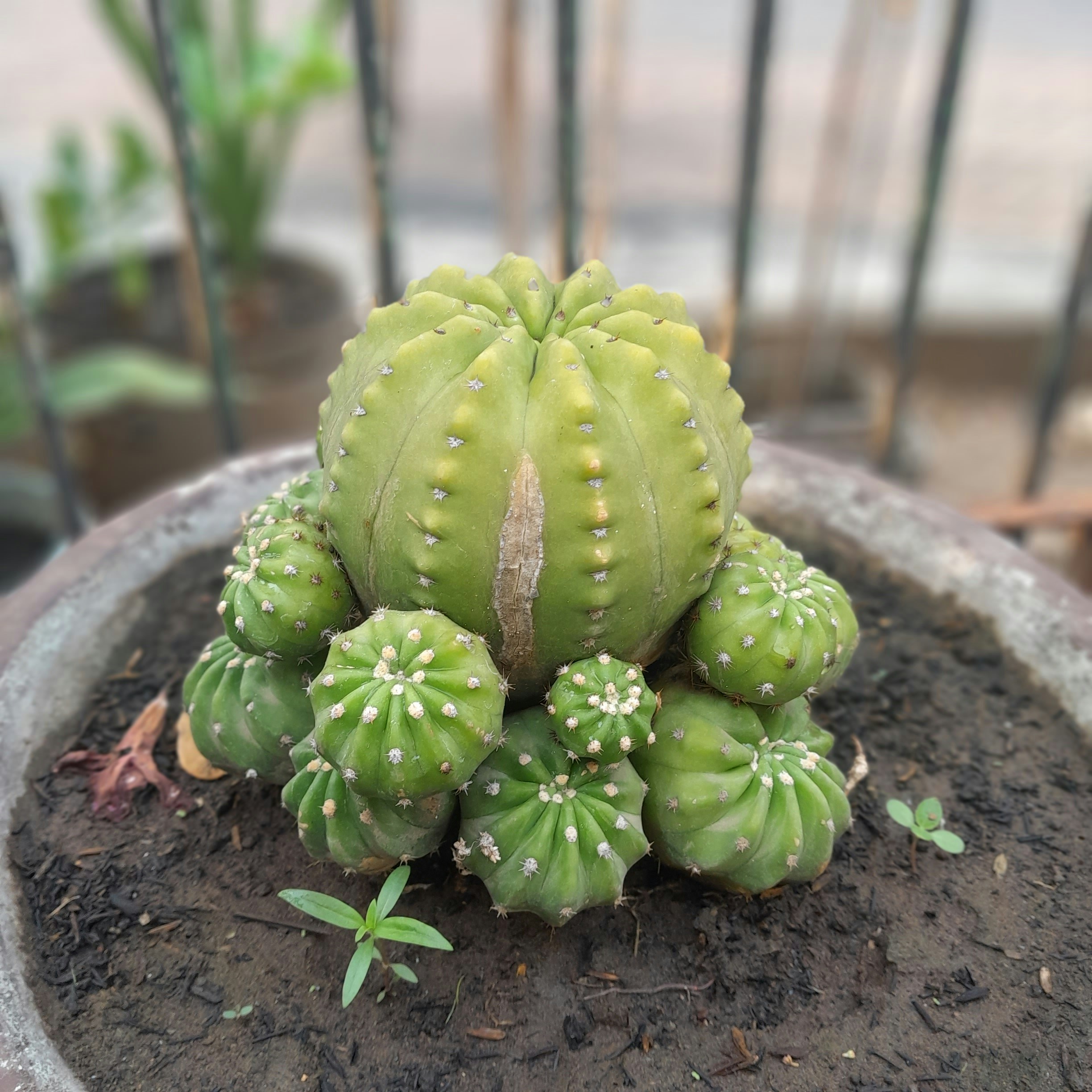 Cluster of green globular cacti with ribbed surfaces and small white spines in a planter; the central larger cactus anchors the composition.