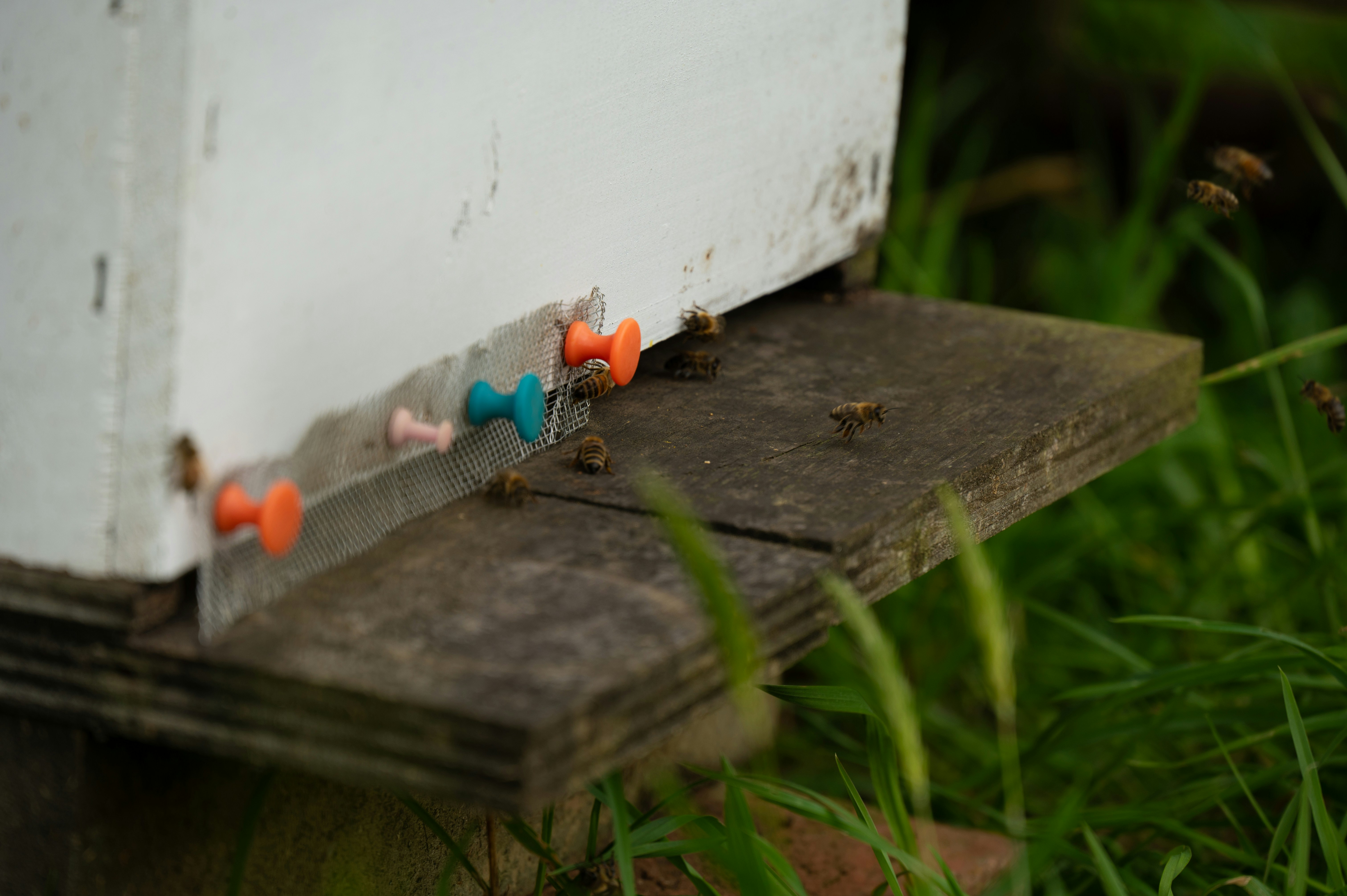A close up of a beehive with bees on it photo – Free Bees Image on Unsplash