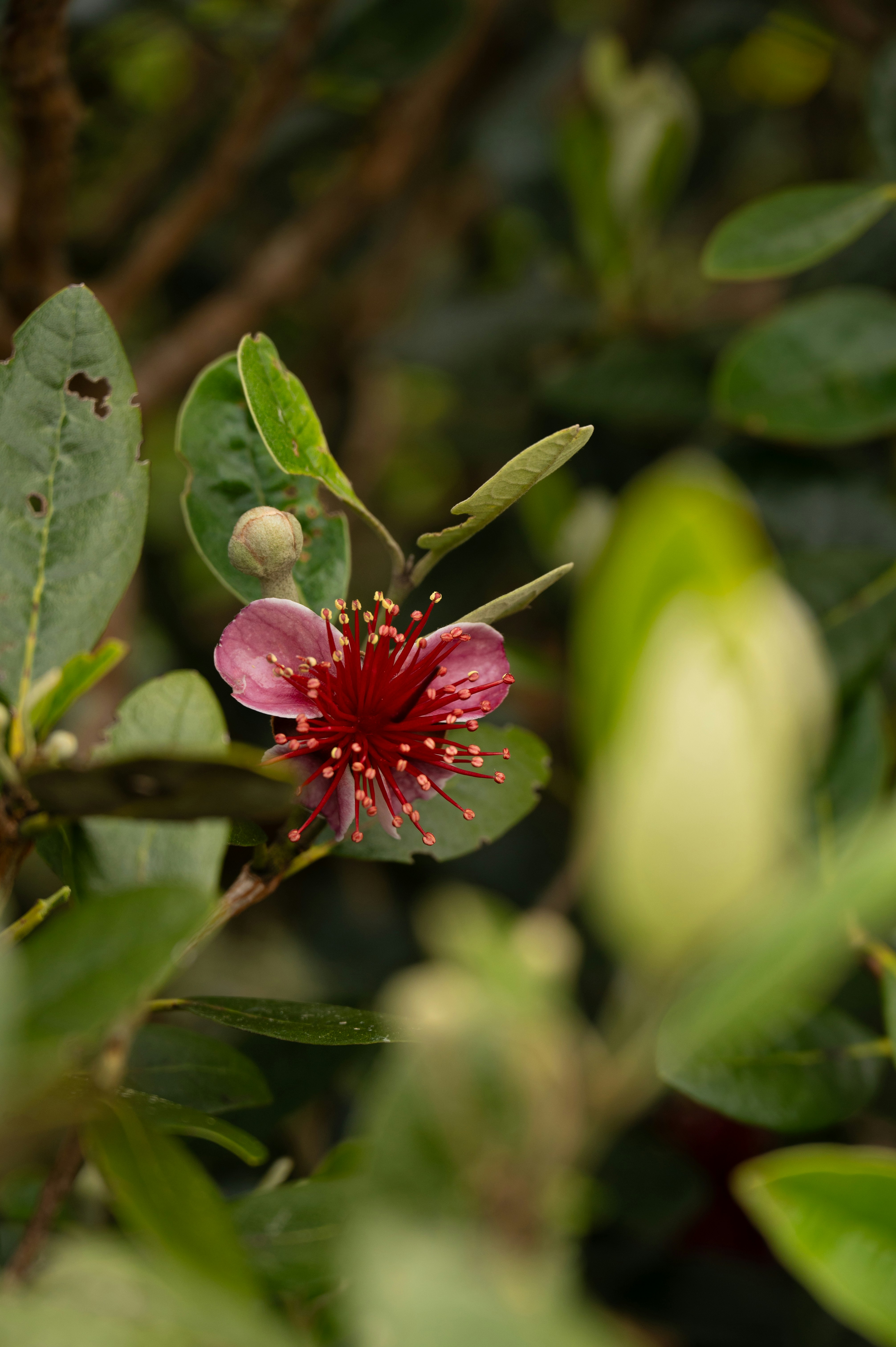 Crimson Camellia: Stamen Fire Amid Verdant Blur