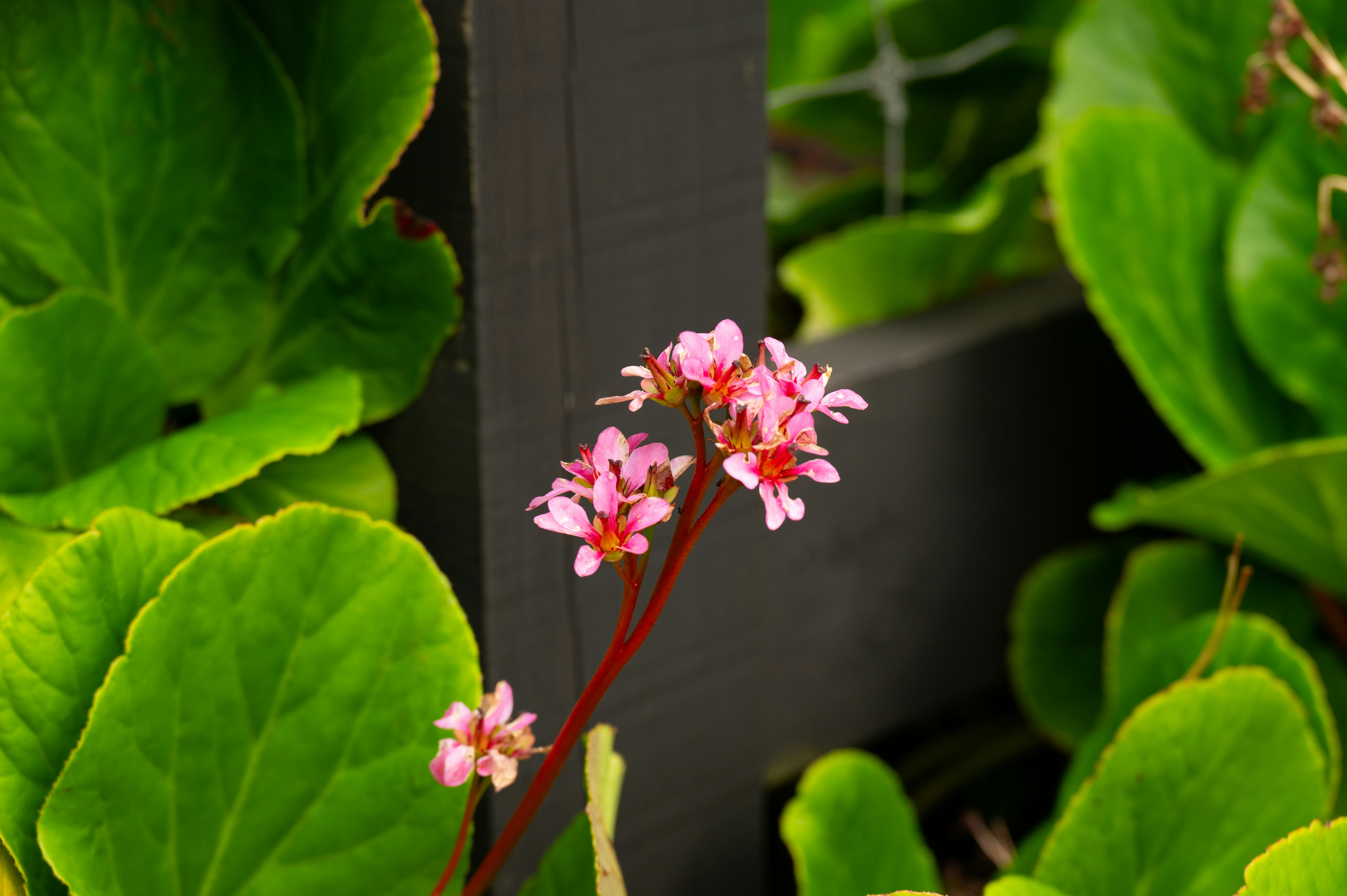 Pink Bloom in a Leafy Orbit: a Macro Moment in the Garden