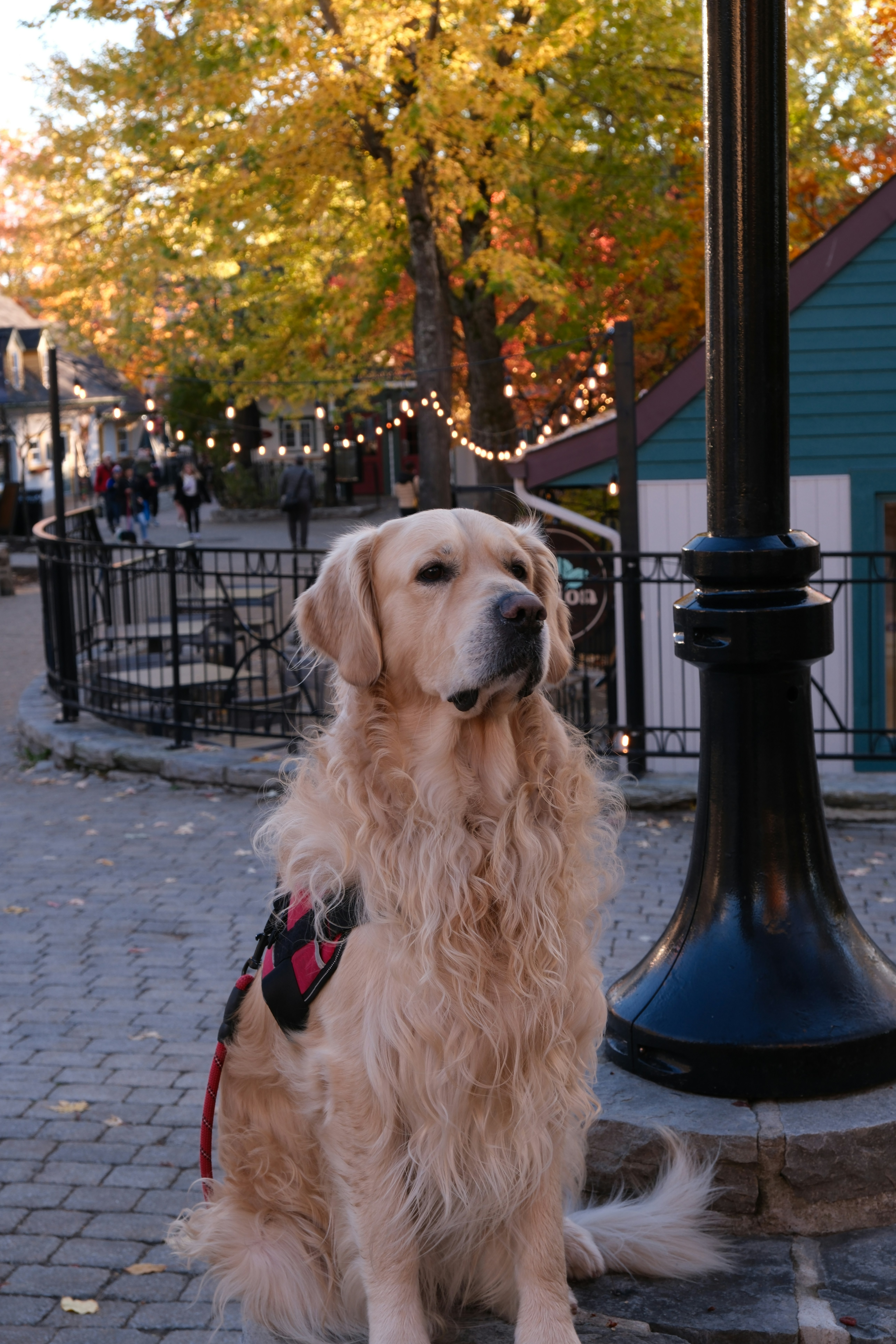 Autumn Lanterns and a Golden Guardian: A Town Square Portrait