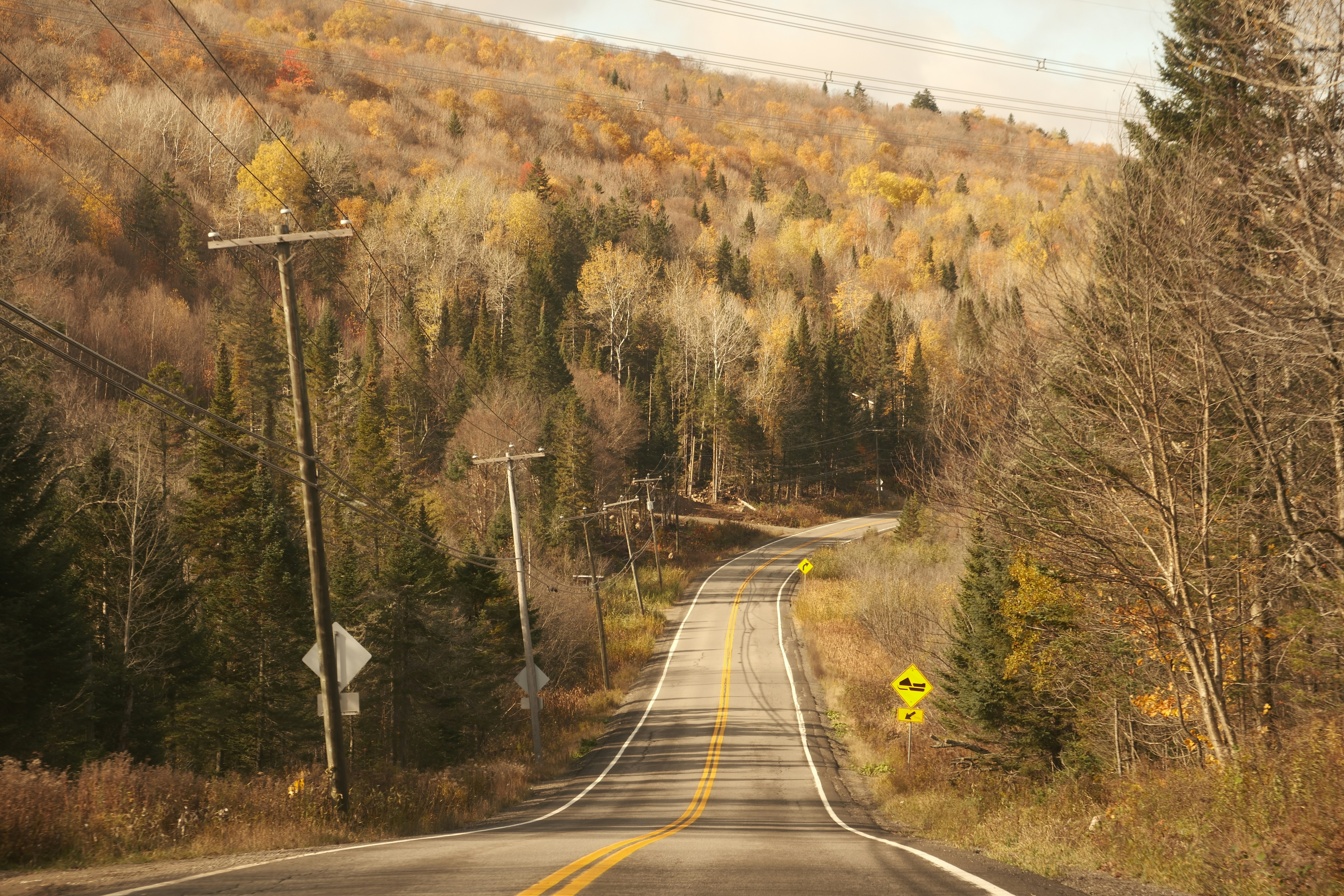 A road in the middle of a wooded area photo – Free Background Image on ...