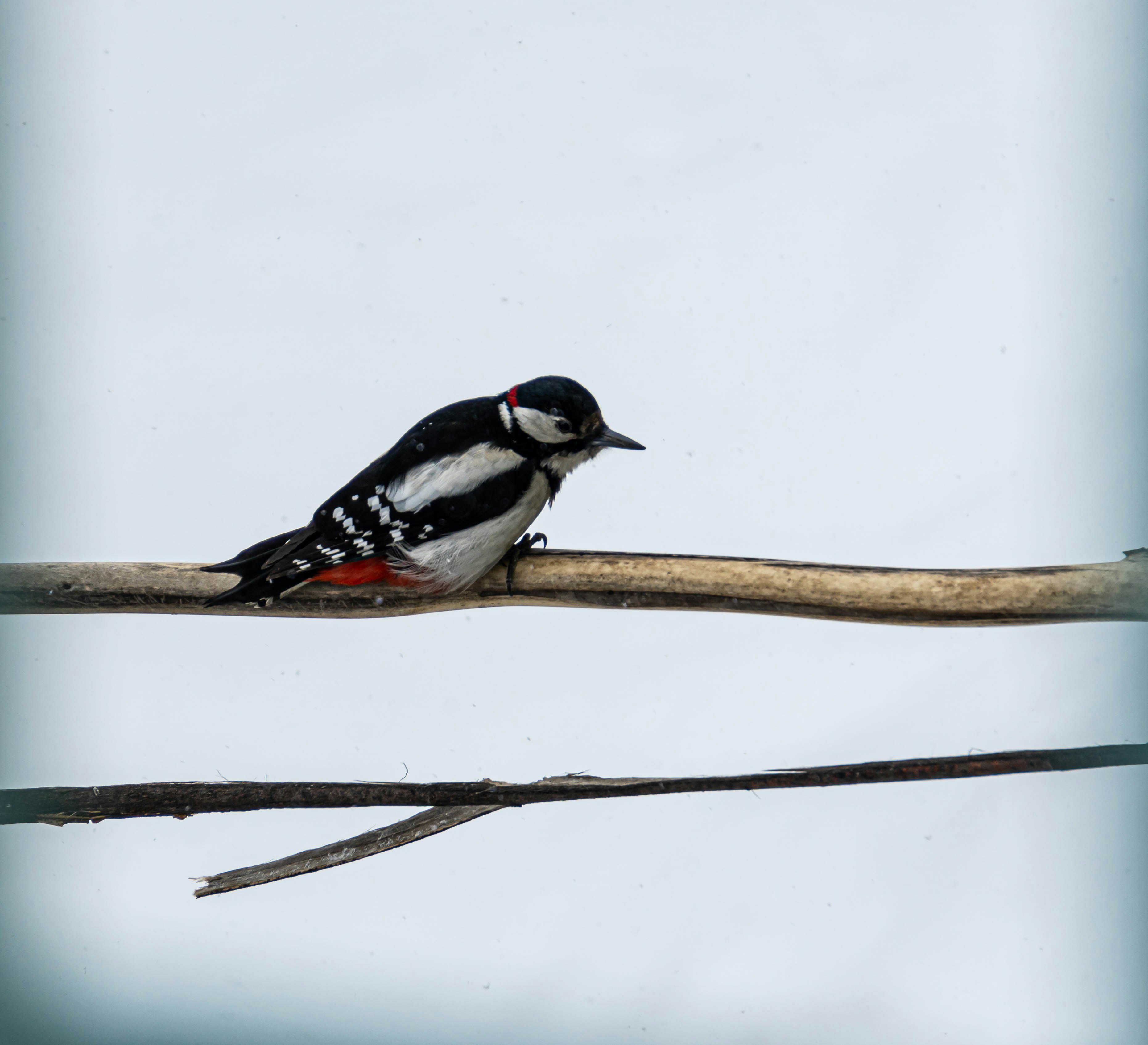 Perched Accent: A Tiny Black-and-White Woodpecker on a Weathered Branch