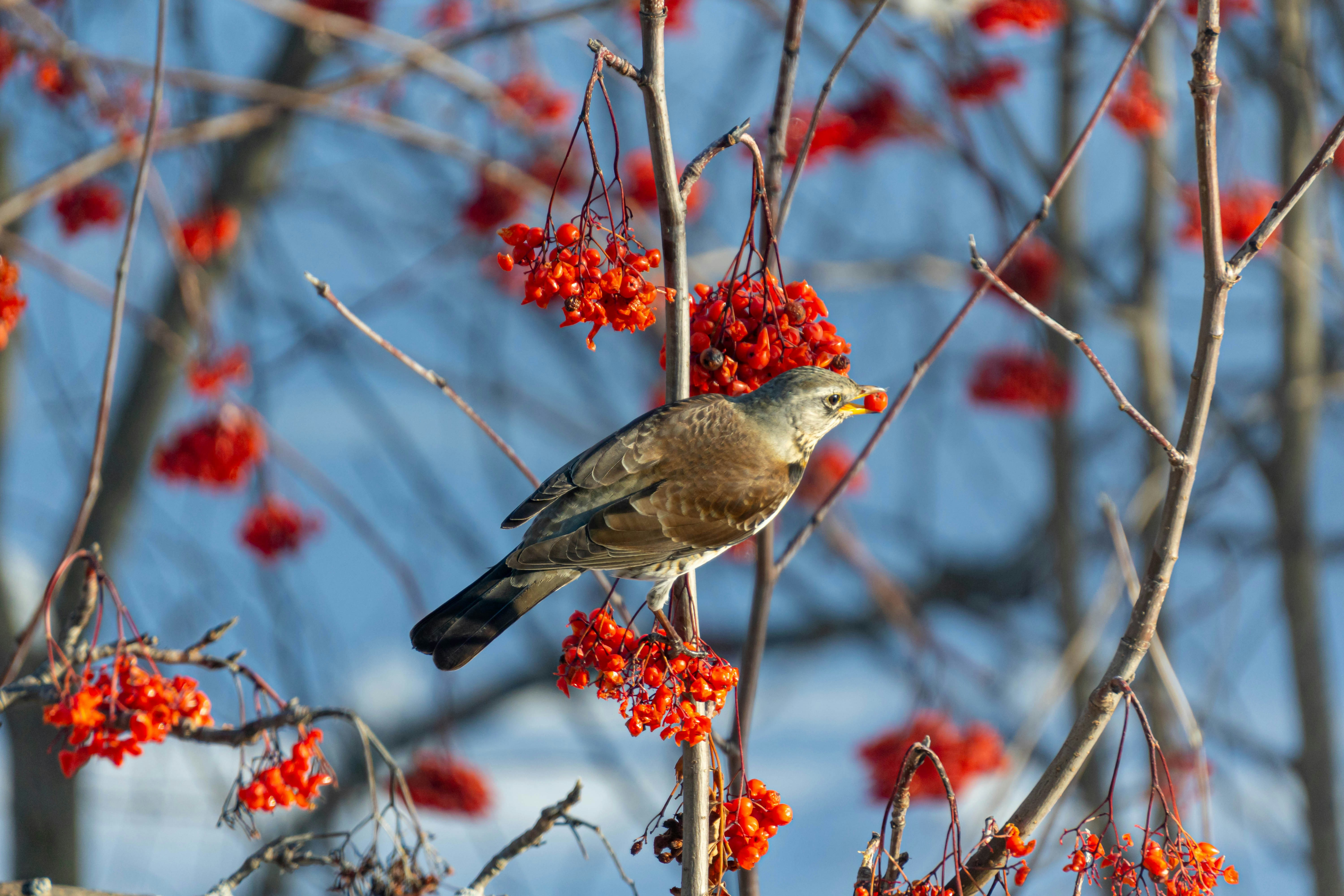 A bird sitting on a branch of a tree with red berries photo – Free Bird ...