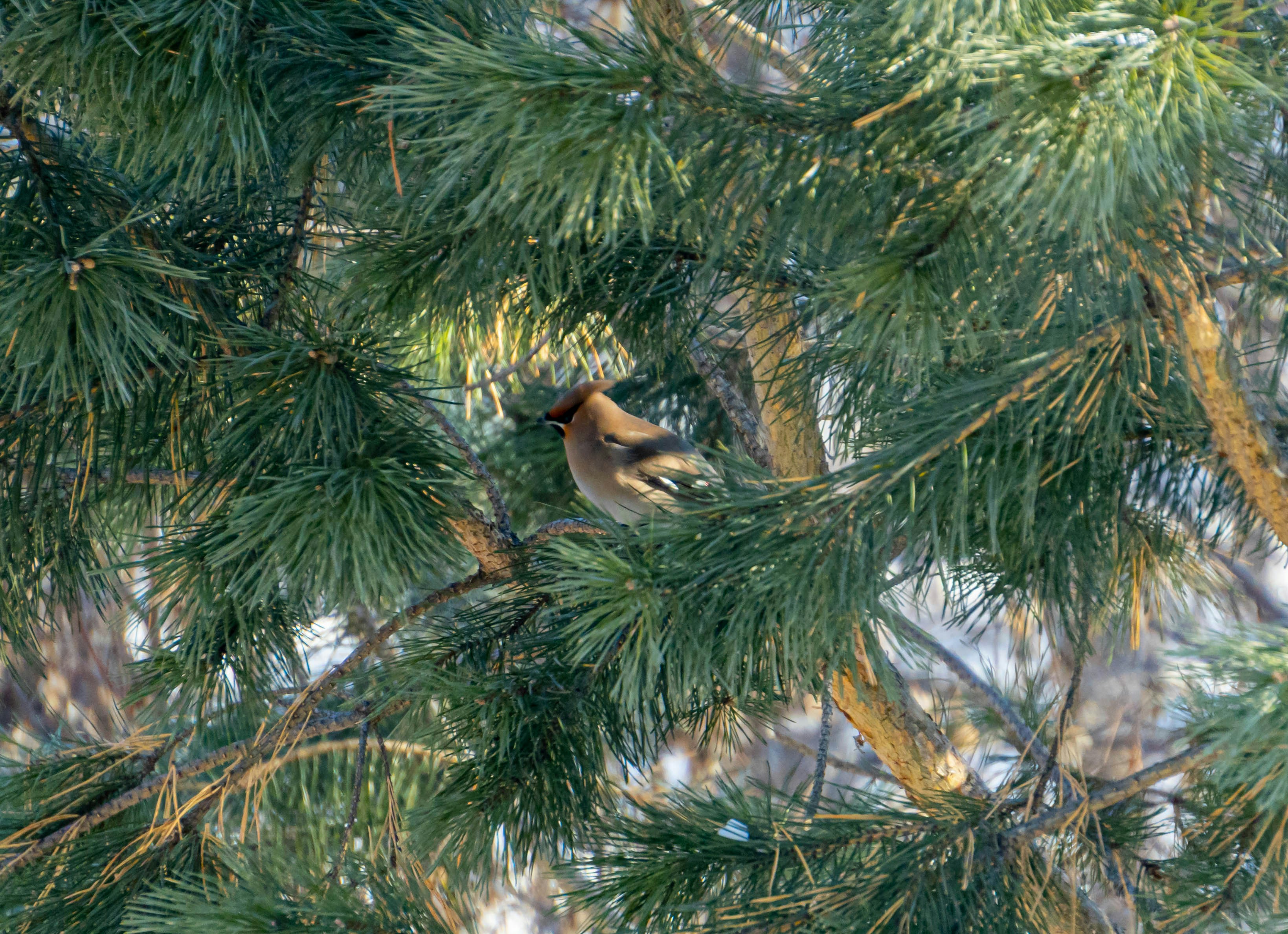 Foto Un pájaro se posa en un pino – Imagen Pájaro gratis en Unsplash