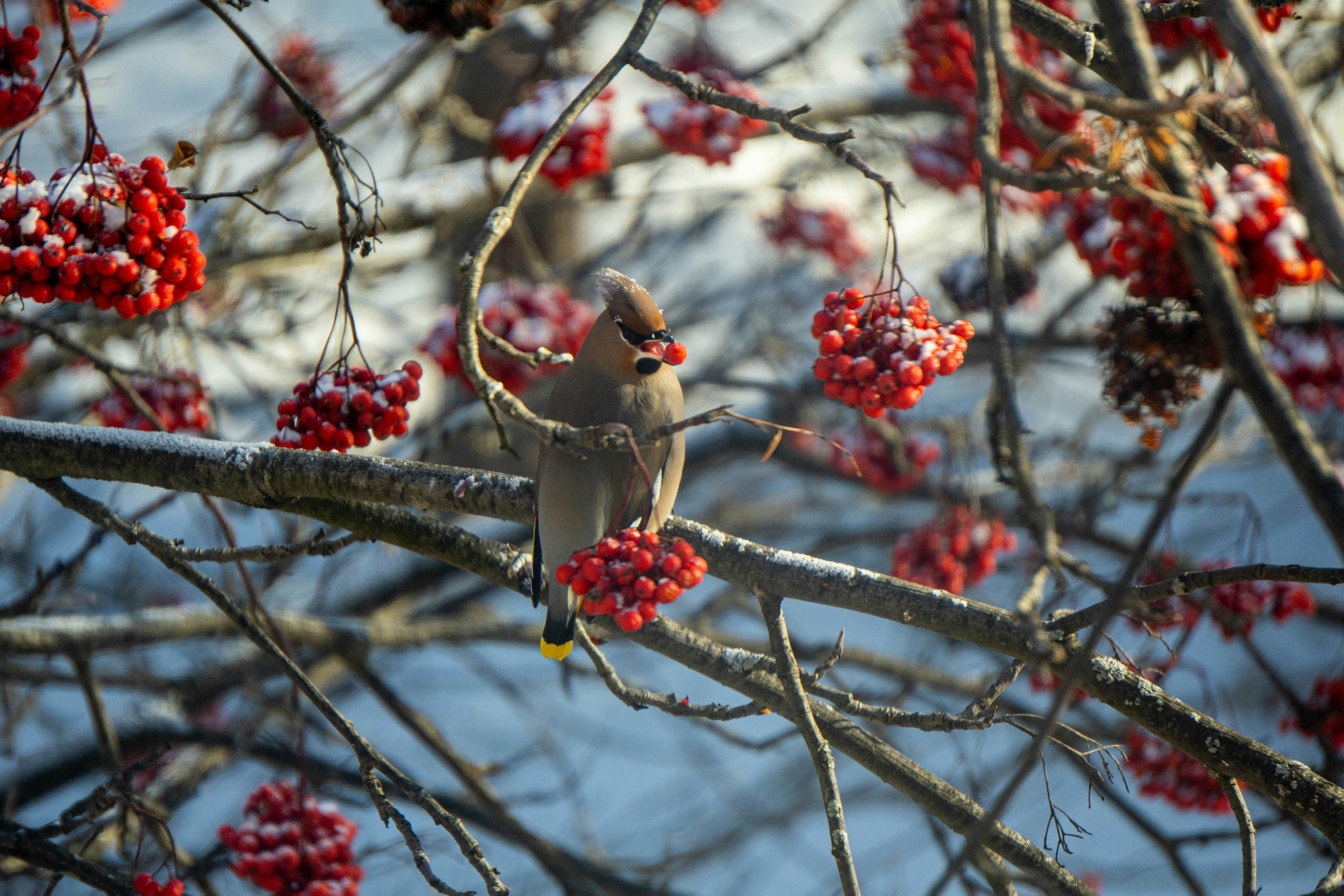 Winter Waxwing Perches Amid Crimson Berry Clusters