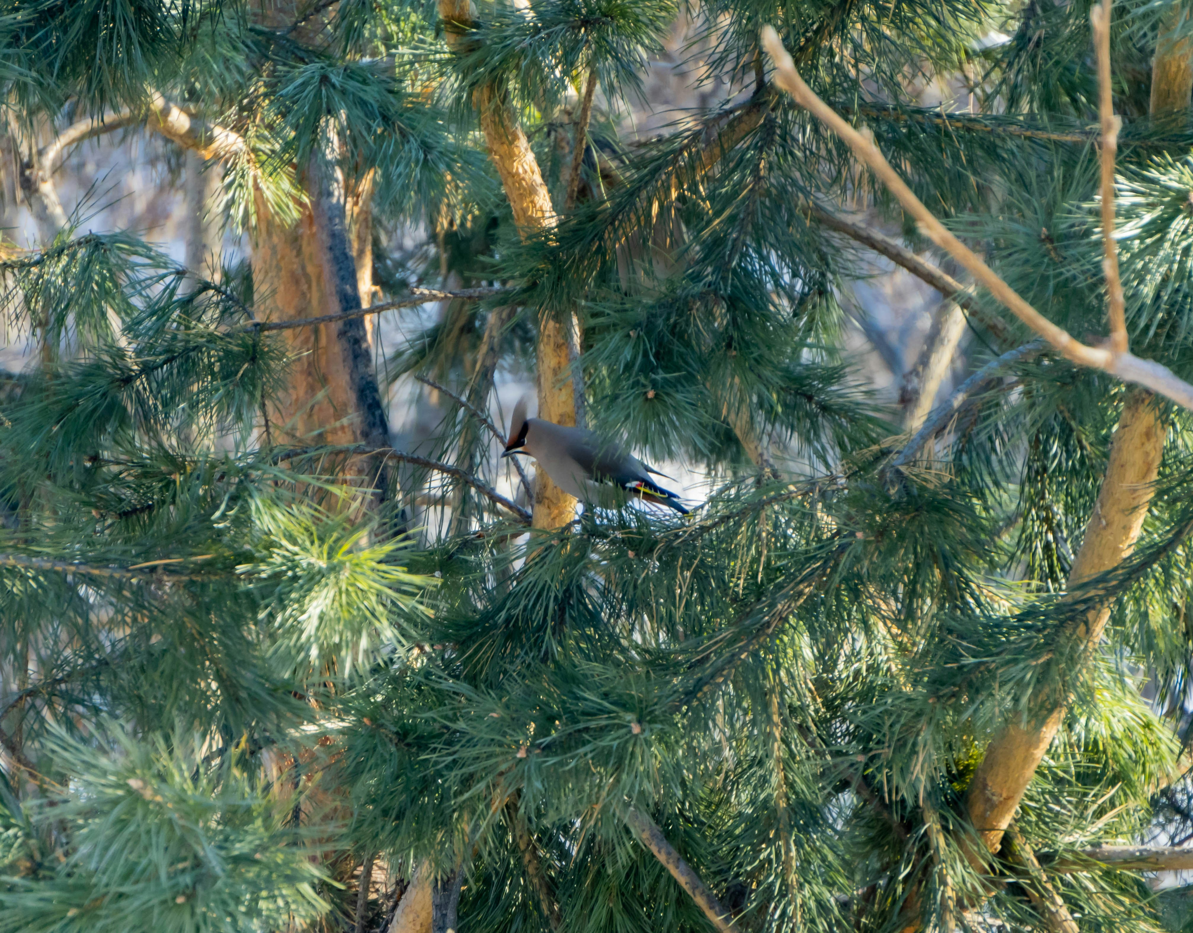Mid-branch Encounter: A Small Bird Hidden Among Pine Needles