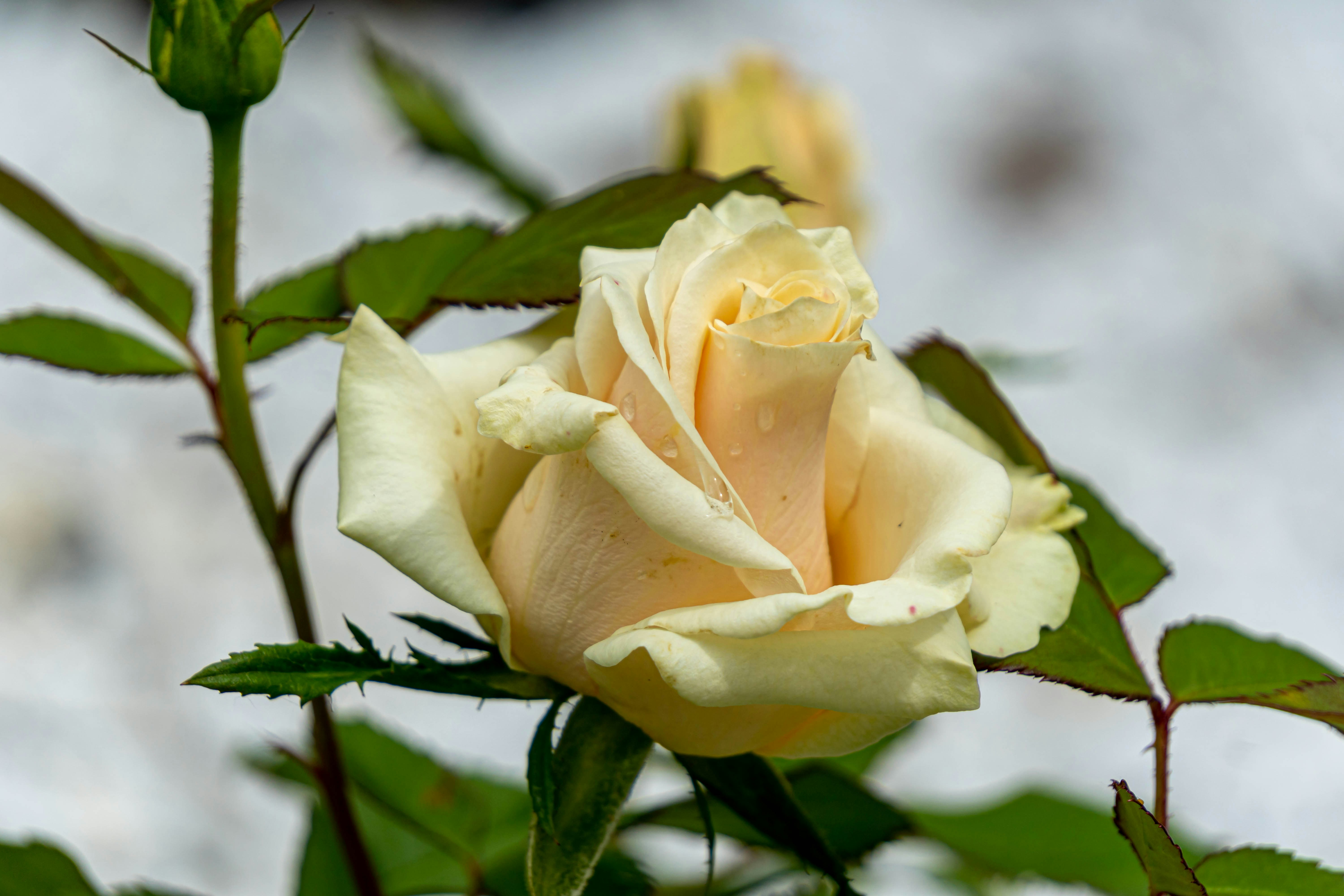 Petal Whisper: a pale rose pressed into sharp relief against a soft, blurred garden