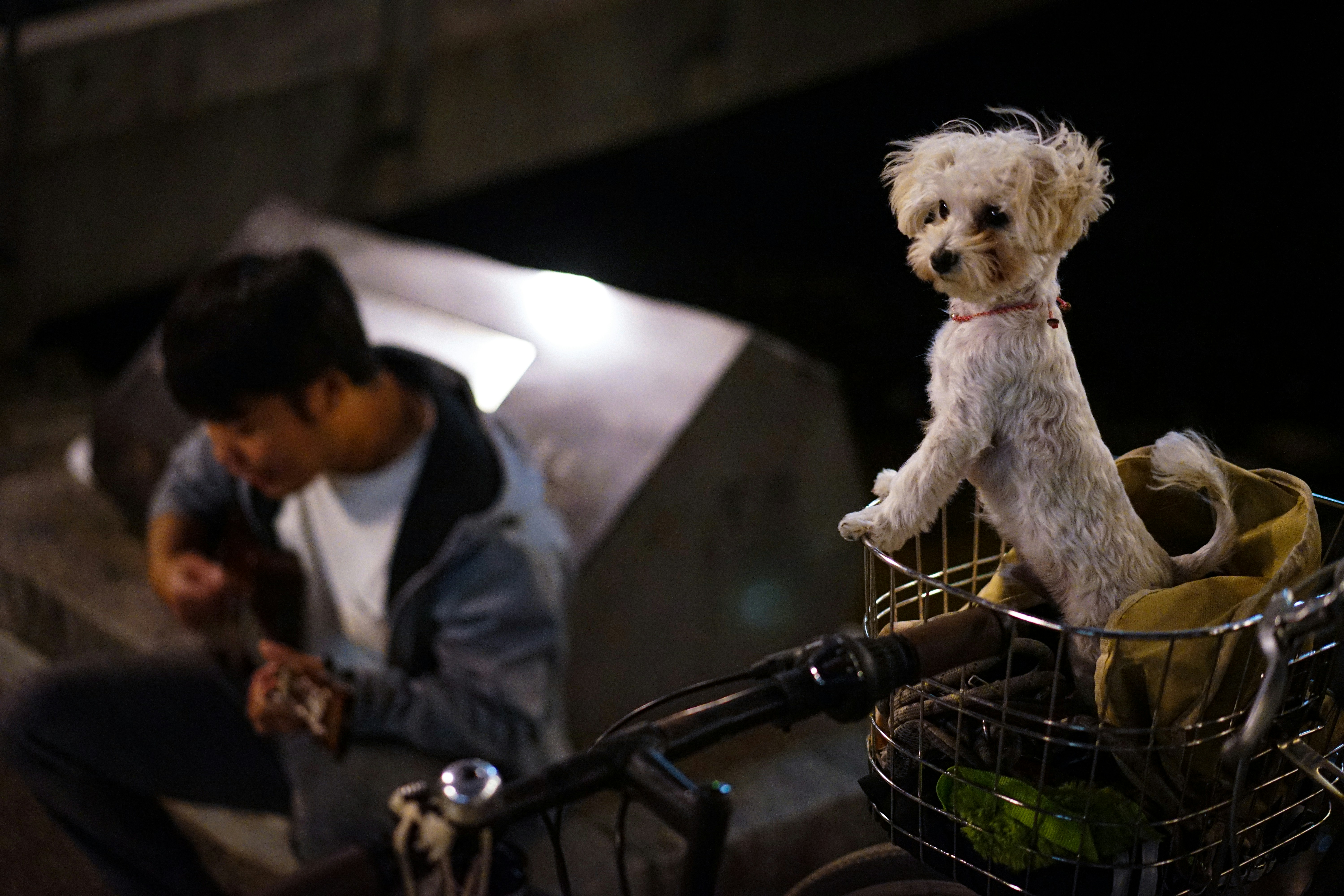 Night Ride Companion: A Curious Pup Perched in a Front Bicycle Basket