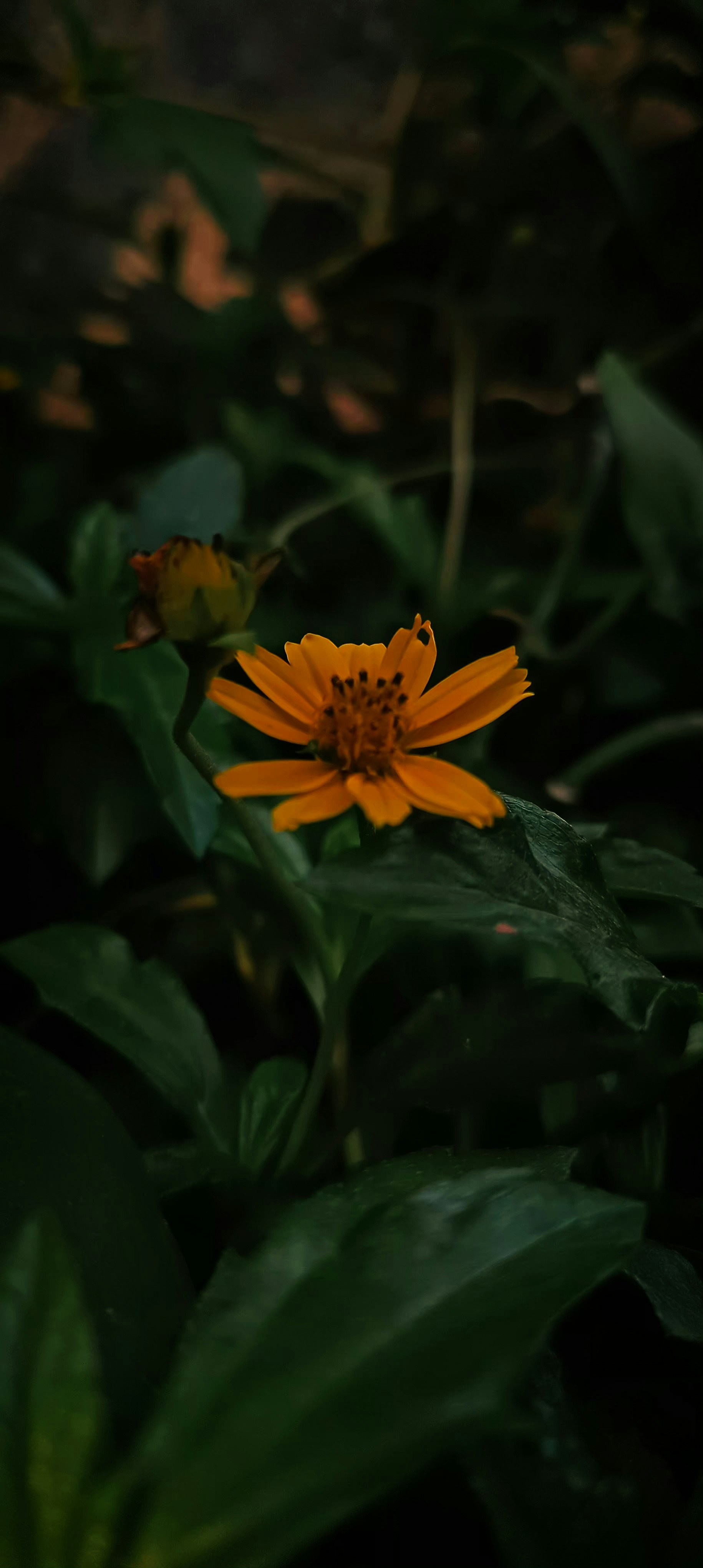 Bright orange flower stands out against deep green leaves in low light. A shallow depth of field blurs the background, emphasizing the single bloom.