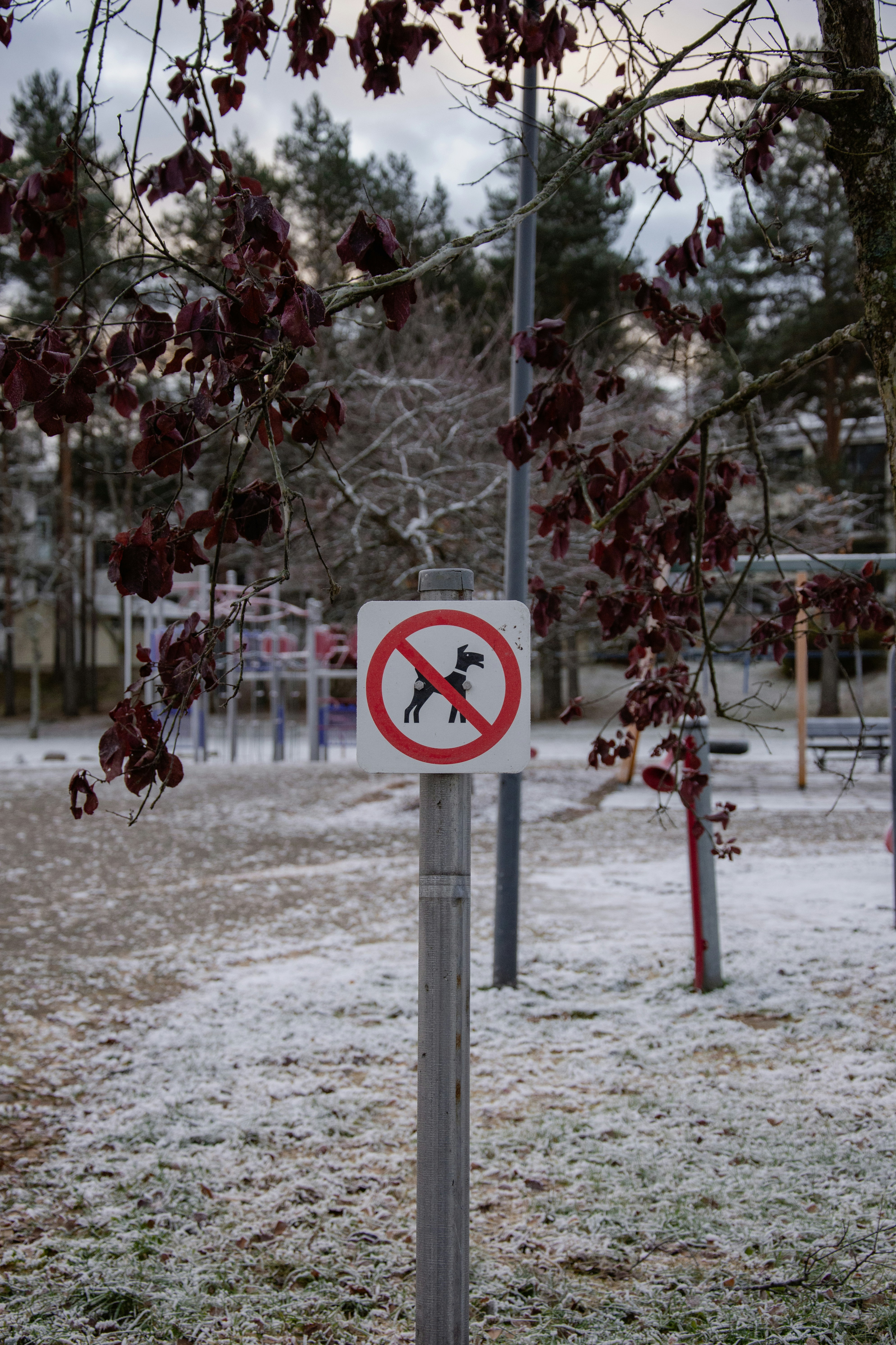 No Dogs Allowed: Winter Park Sign Framed by Crimson Branches