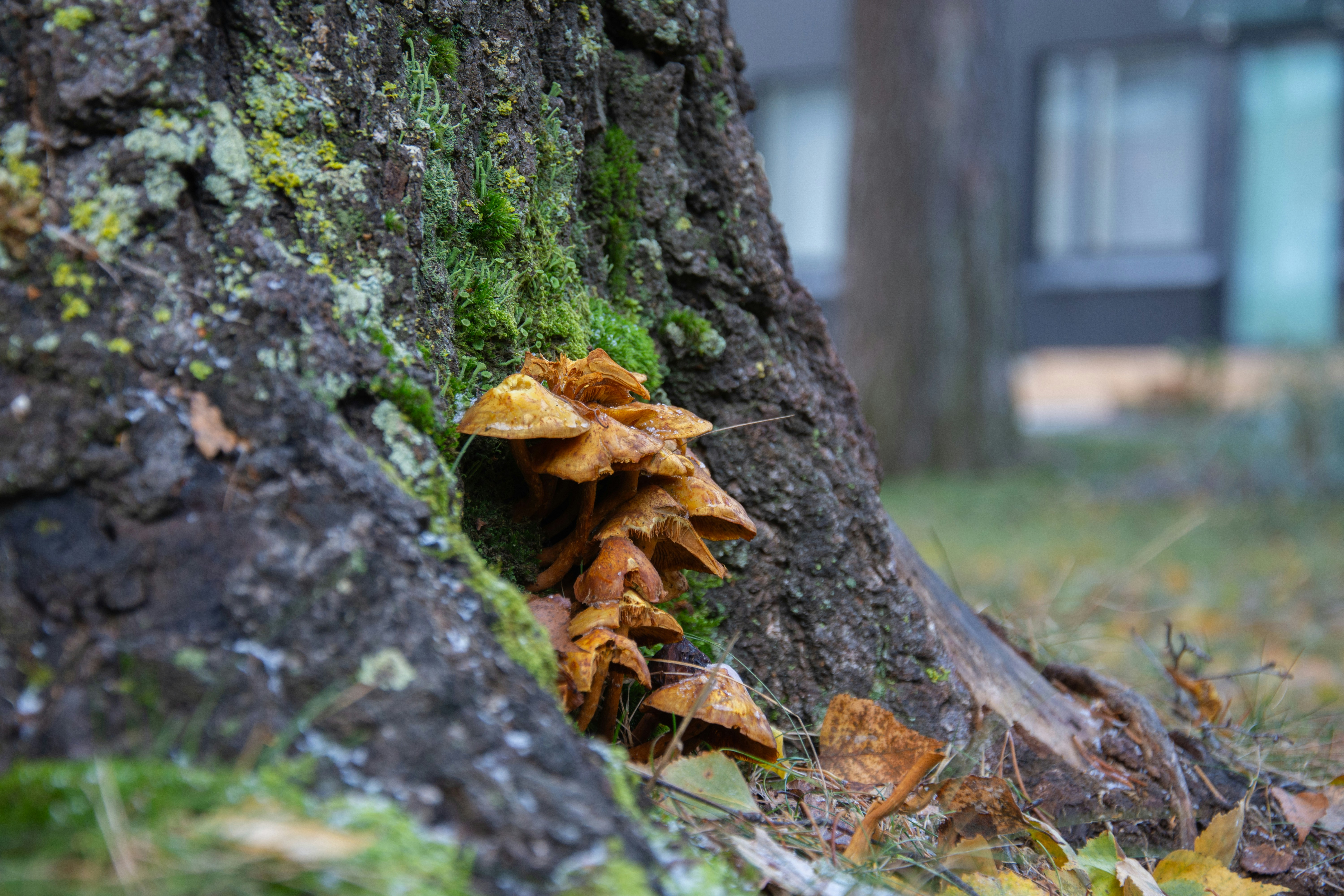Orange Mushroom Cluster at a Moss-Covered Tree Trunk