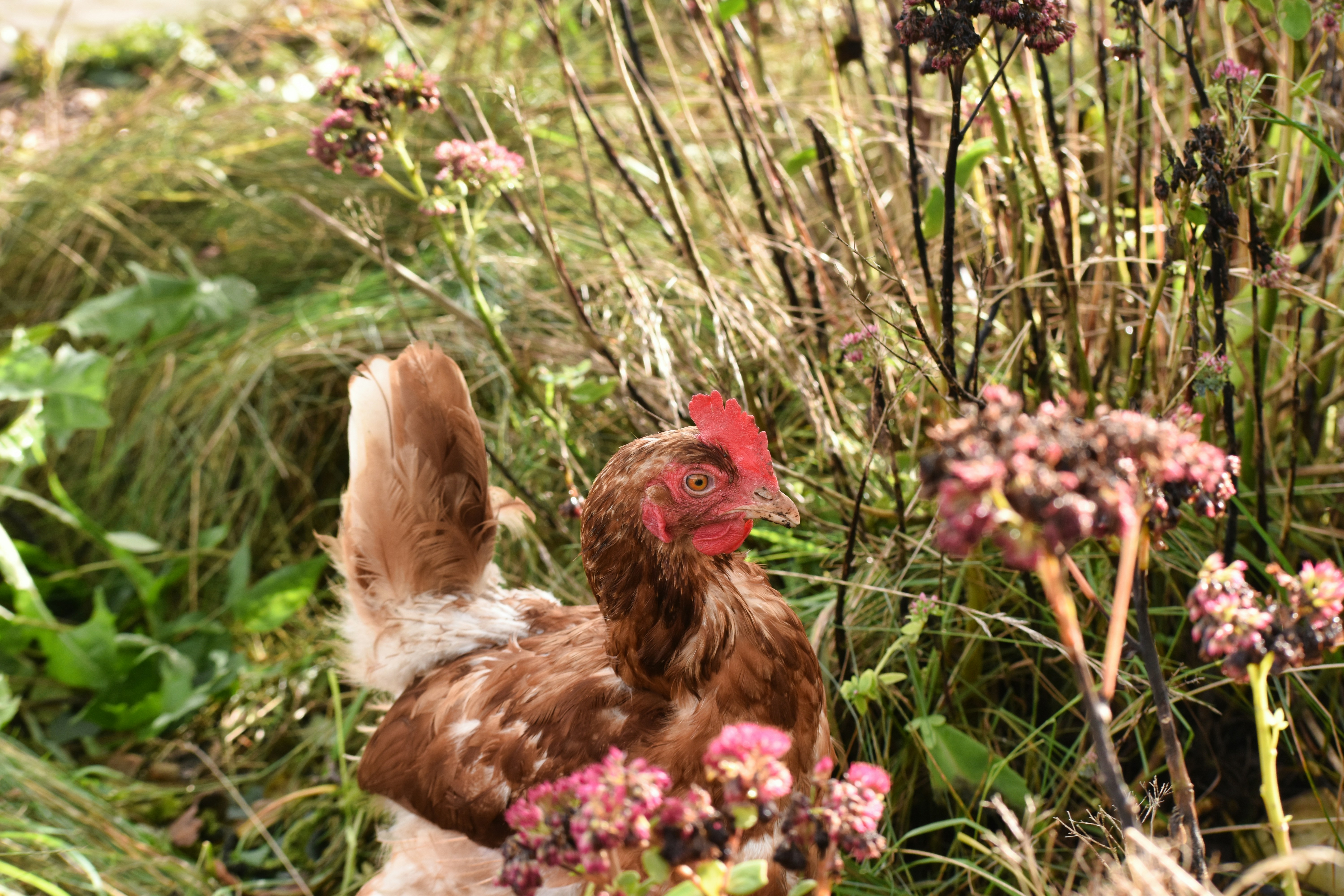 Brown Hen in a Pink-Flower Garden: Quiet Focus in Dappled Light