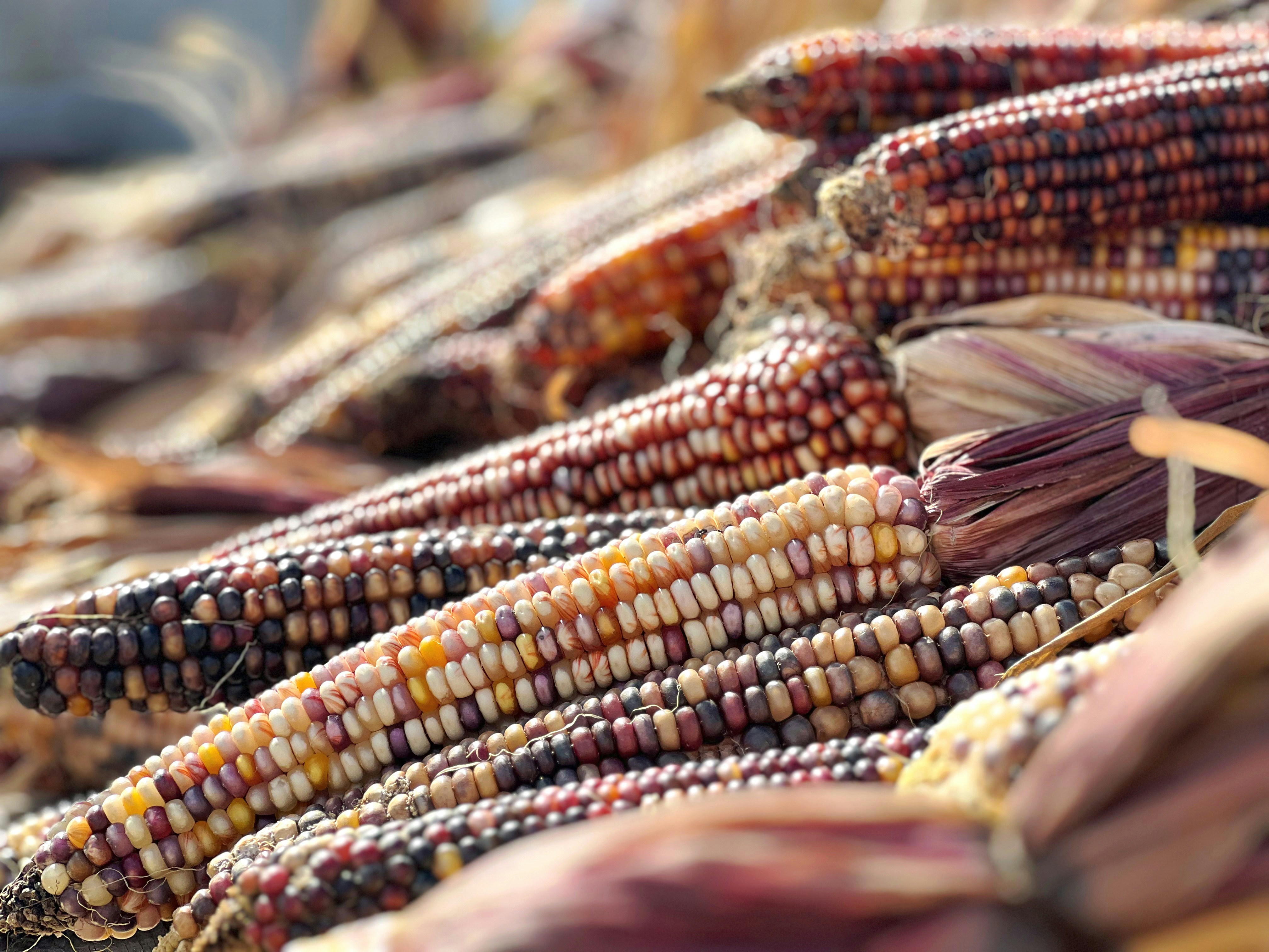 A pile of corn sitting on top of a table photo – Free United states ...