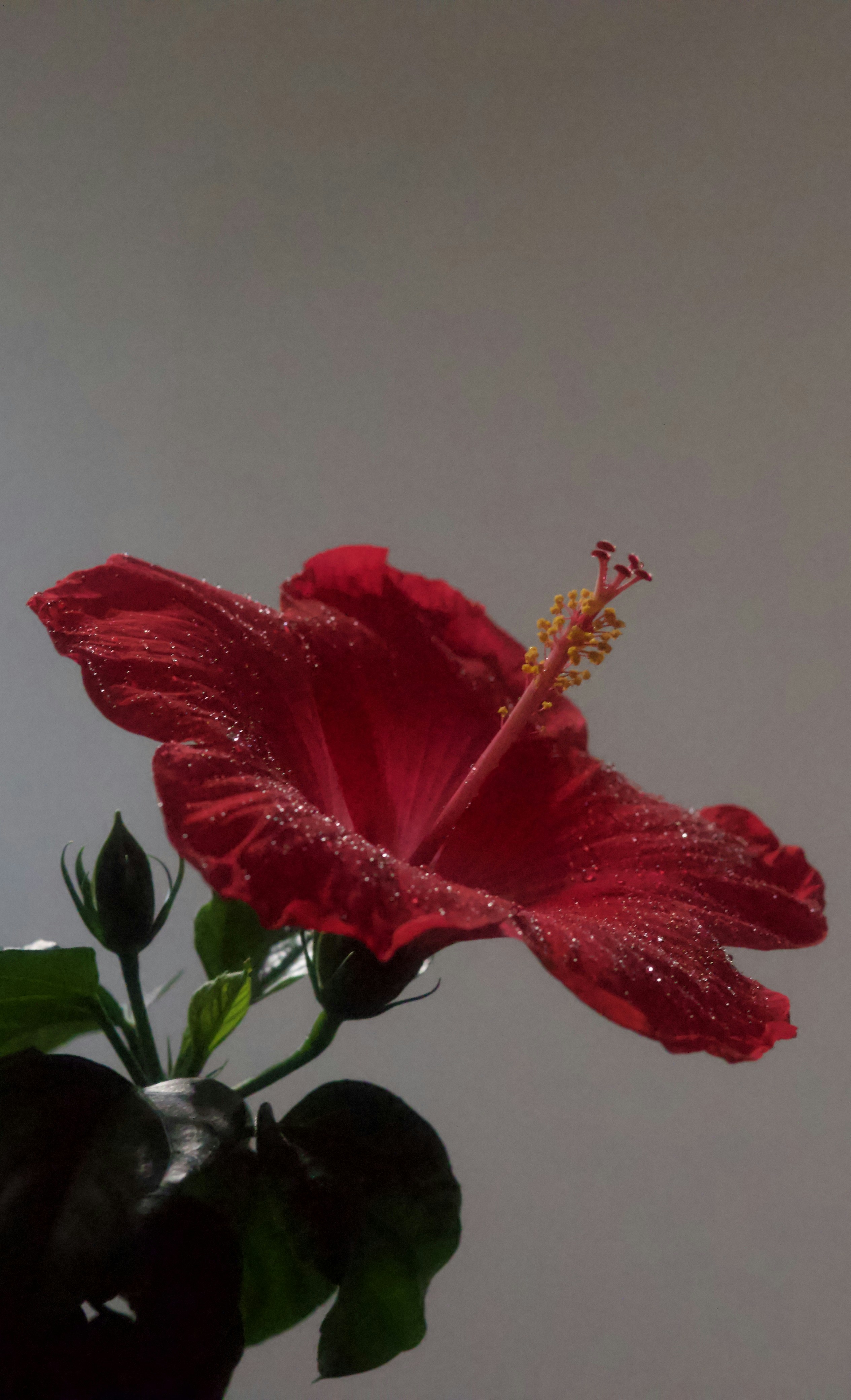 A red flower with water droplets on it photo – Free 日本、埼玉県草加市 Image on ...
