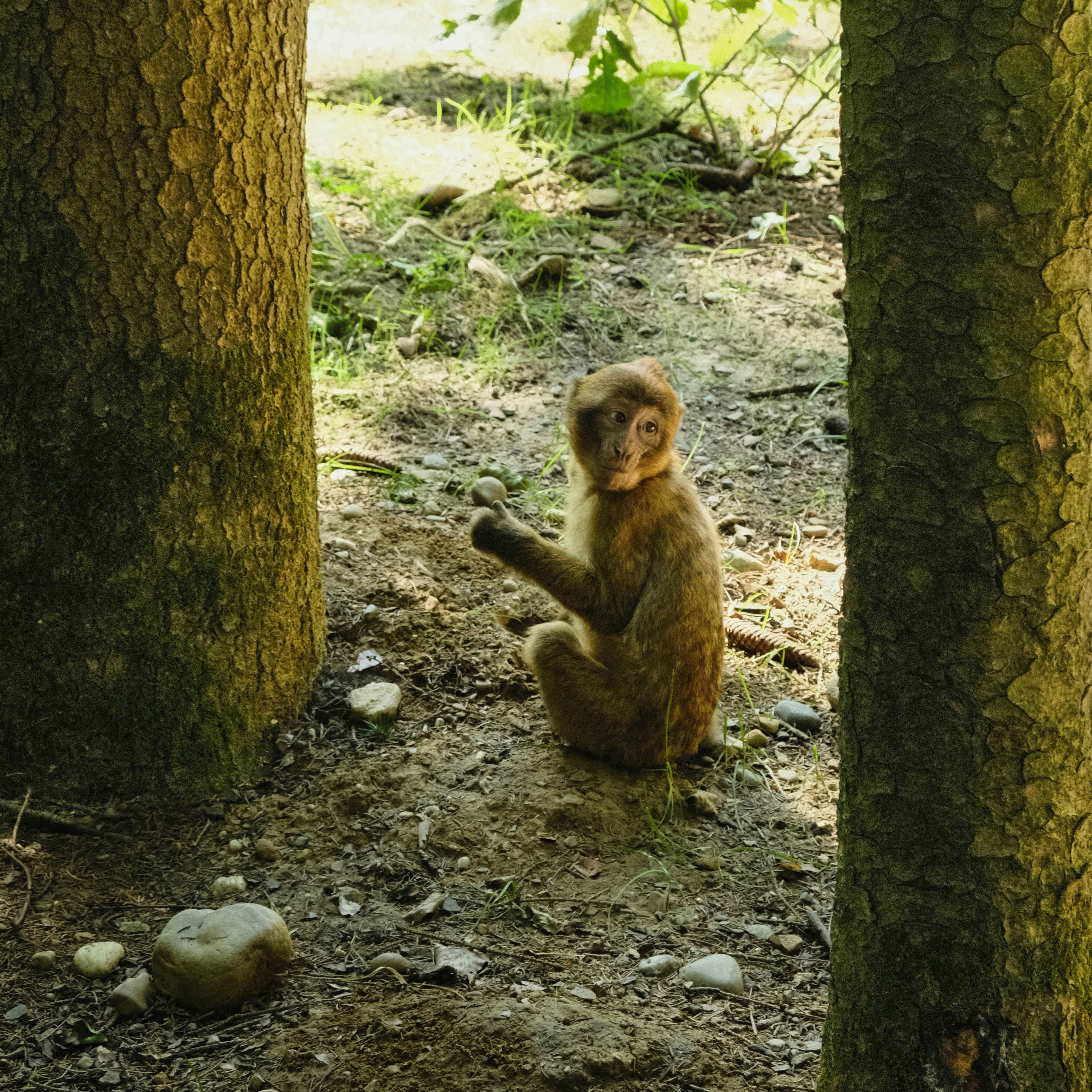 Between Bark and Ground: a Curious Monkey Pauses Between Trunks