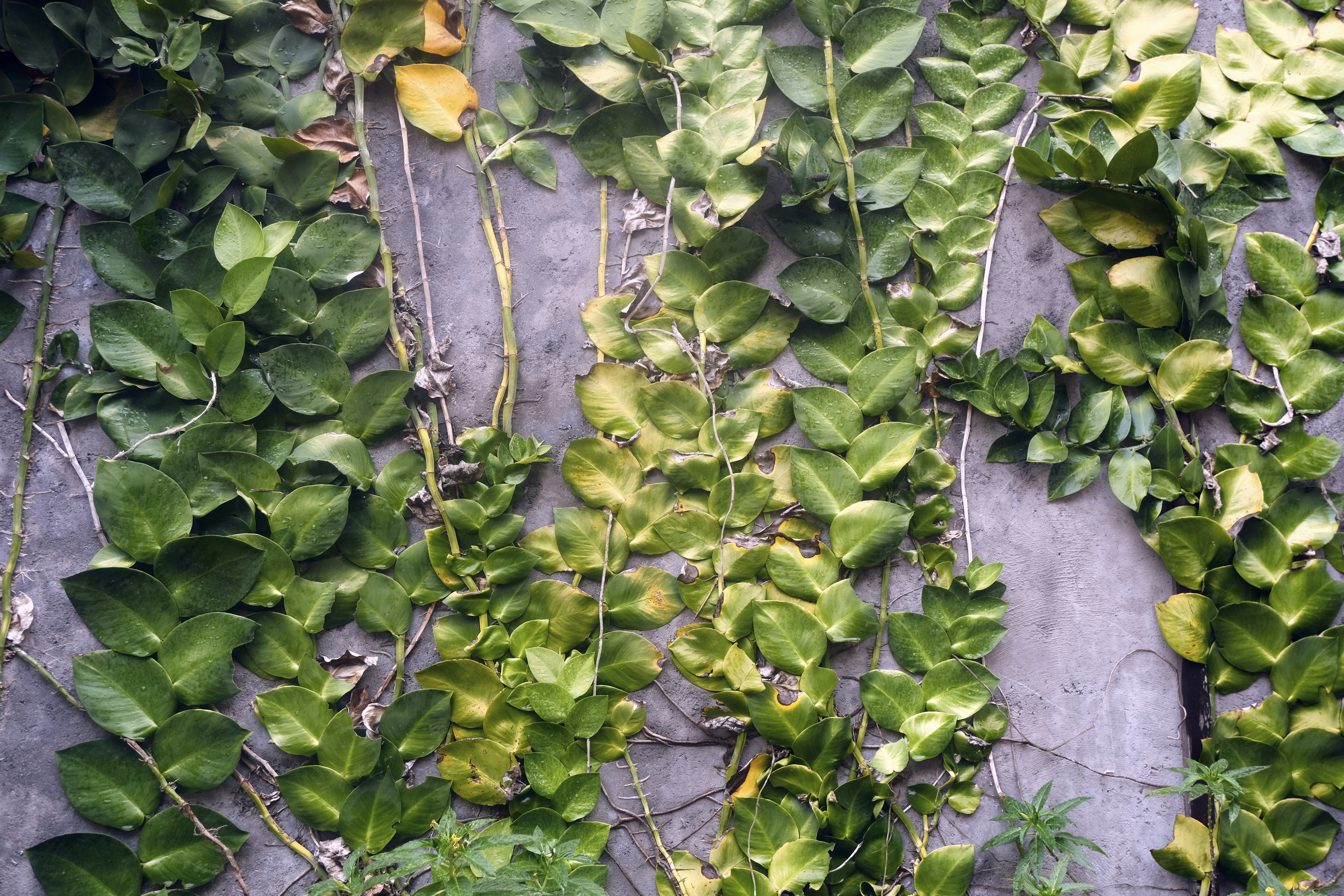 Green Veins on a Solid Wall