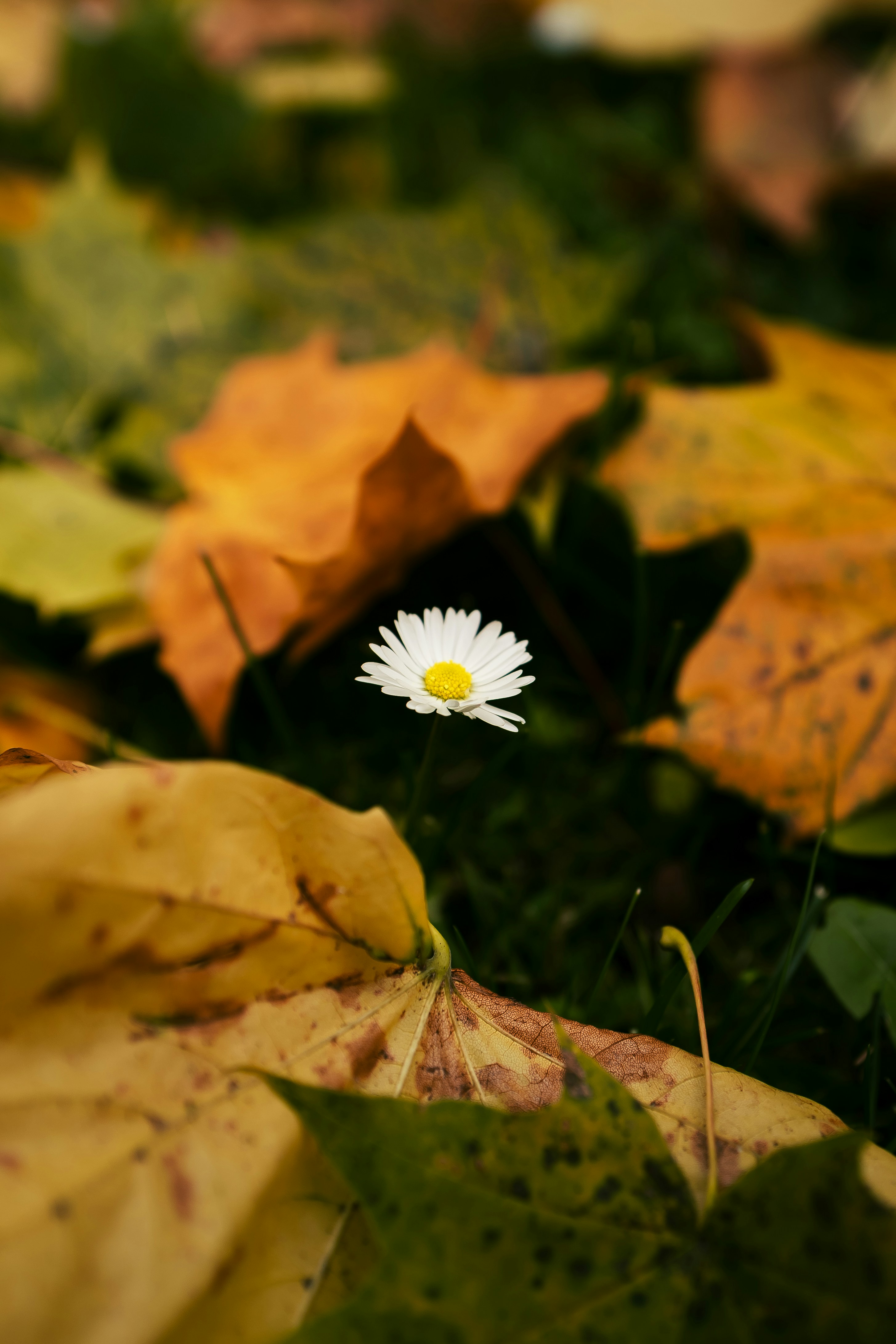 Daisy in the Amber Quiet: A Solo Bloom Among Autumn Leaves