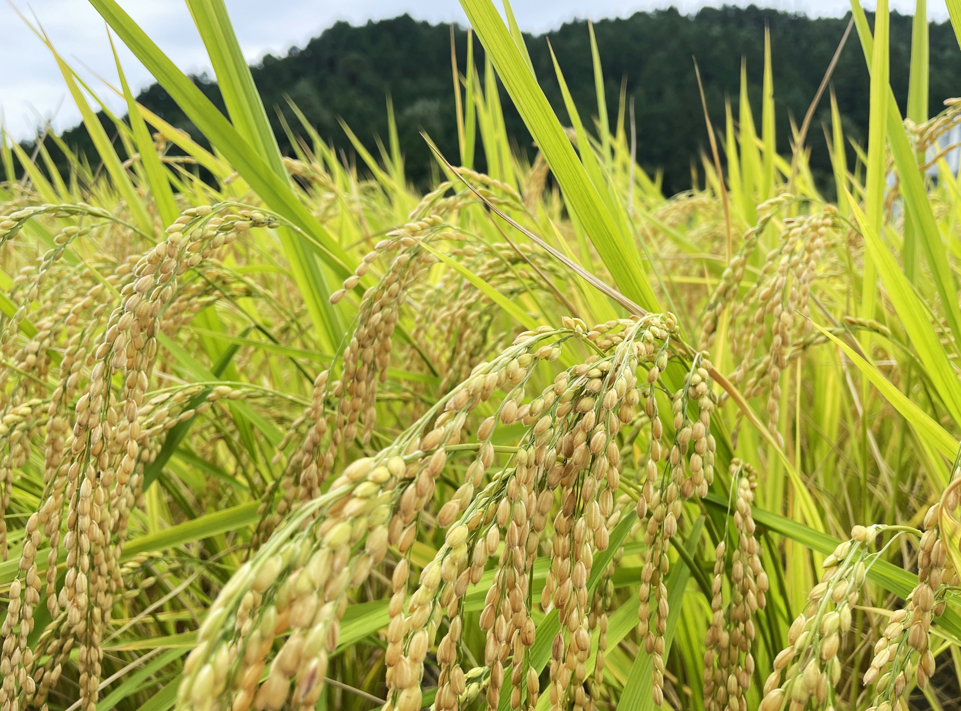 A close up of a bunch of rice in a field photo – Free Close up Image on ...