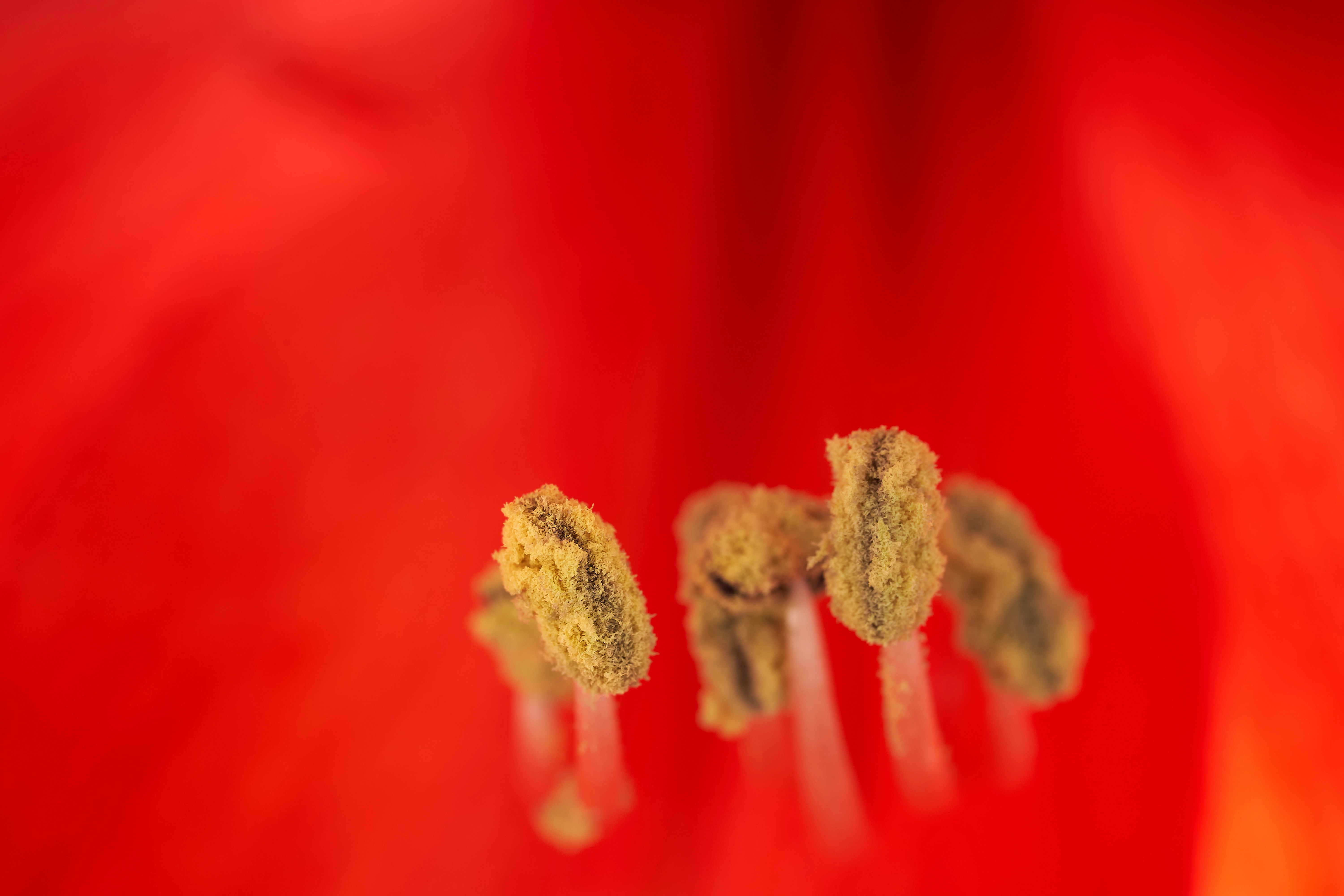 A close up view of a red flower photo – Free Pollen Image on Unsplash