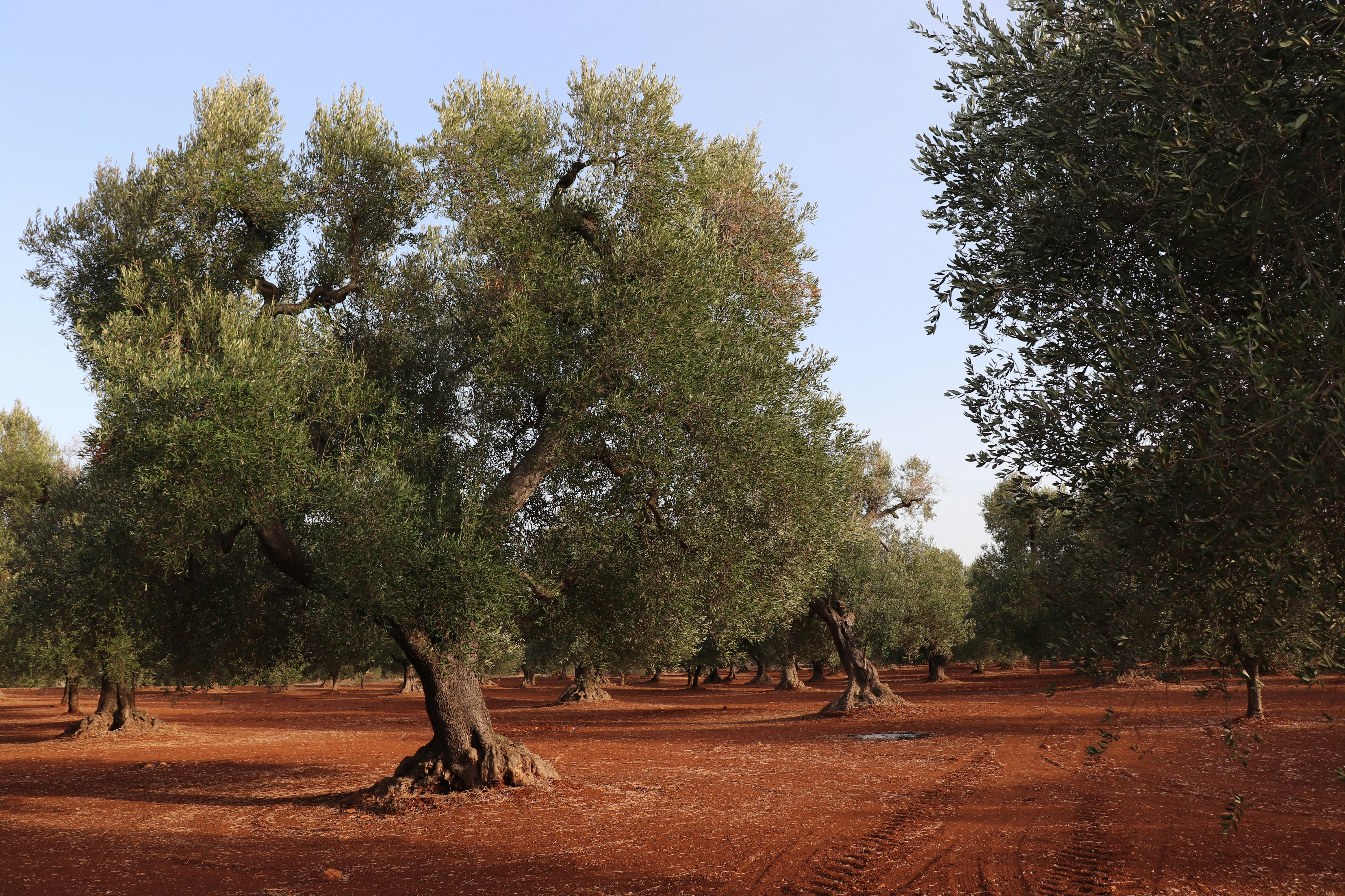 Whispering Olives in Sunlit Harmony
