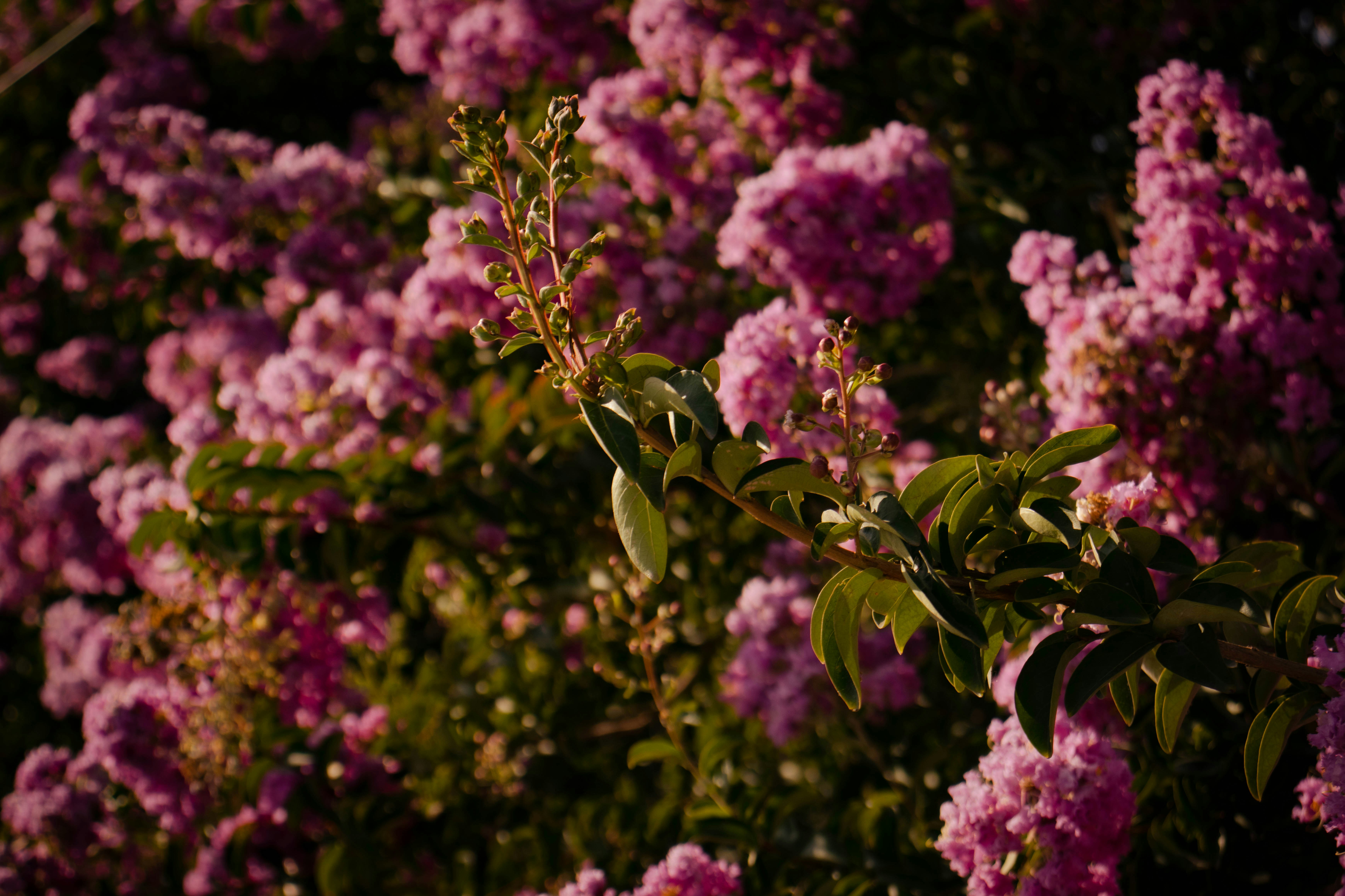 Verdant Stem Framed by Velvet Pink Blooms