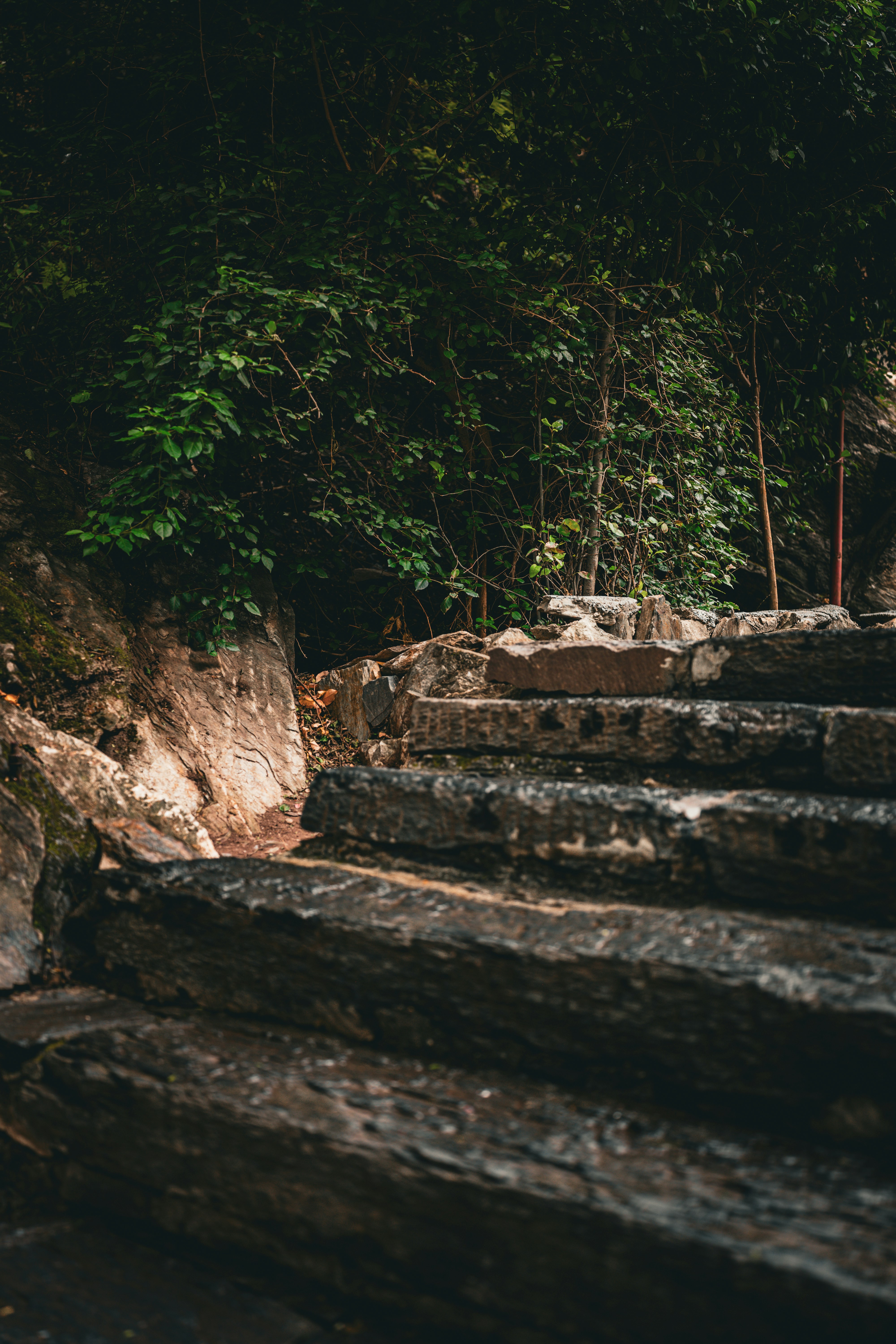 A bunch of steps that are next to some trees photo – Free Tiger leaping ...
