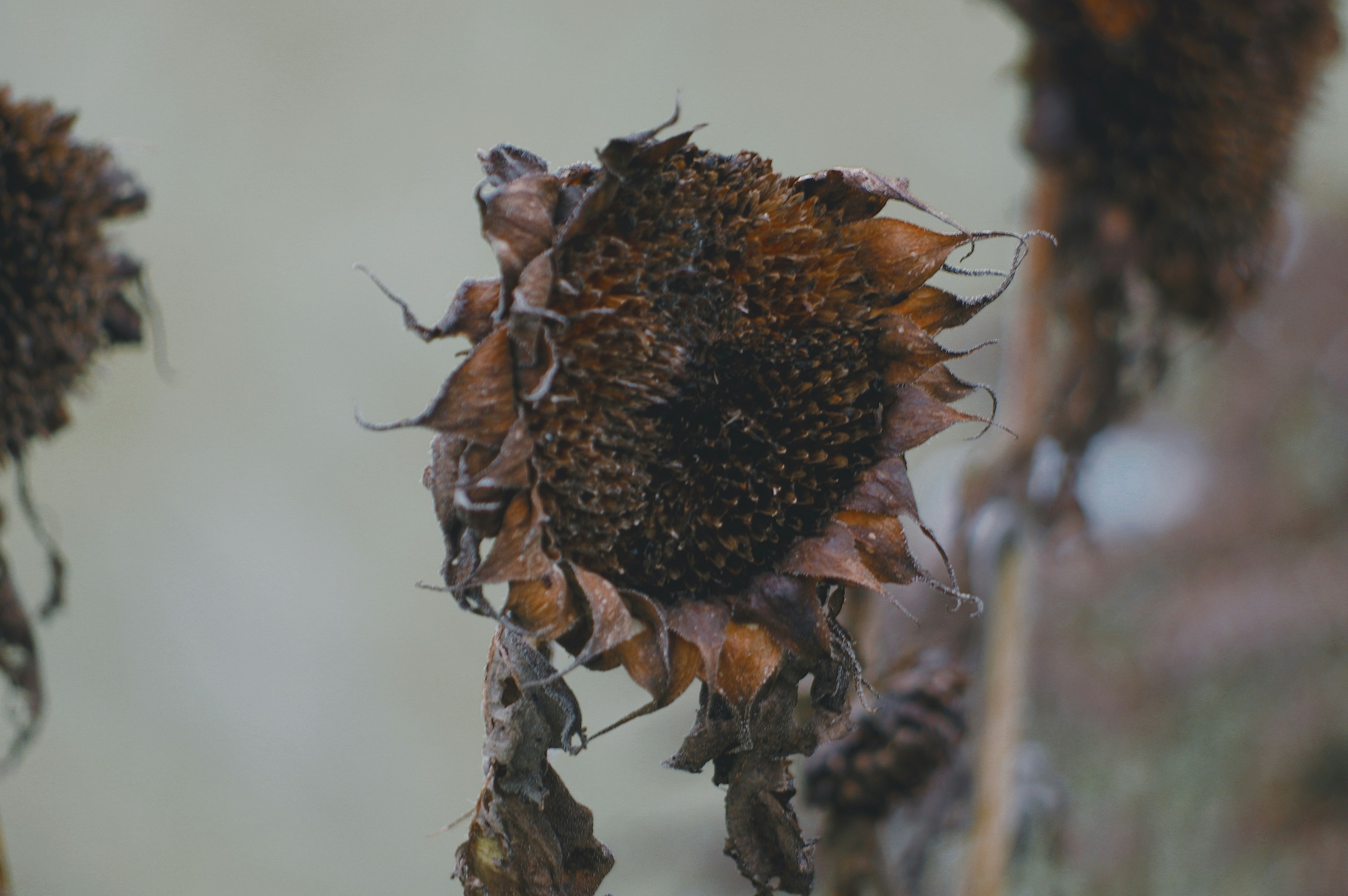 A close up of a dead sunflower on a stalk photo – Free Flower Image on ...