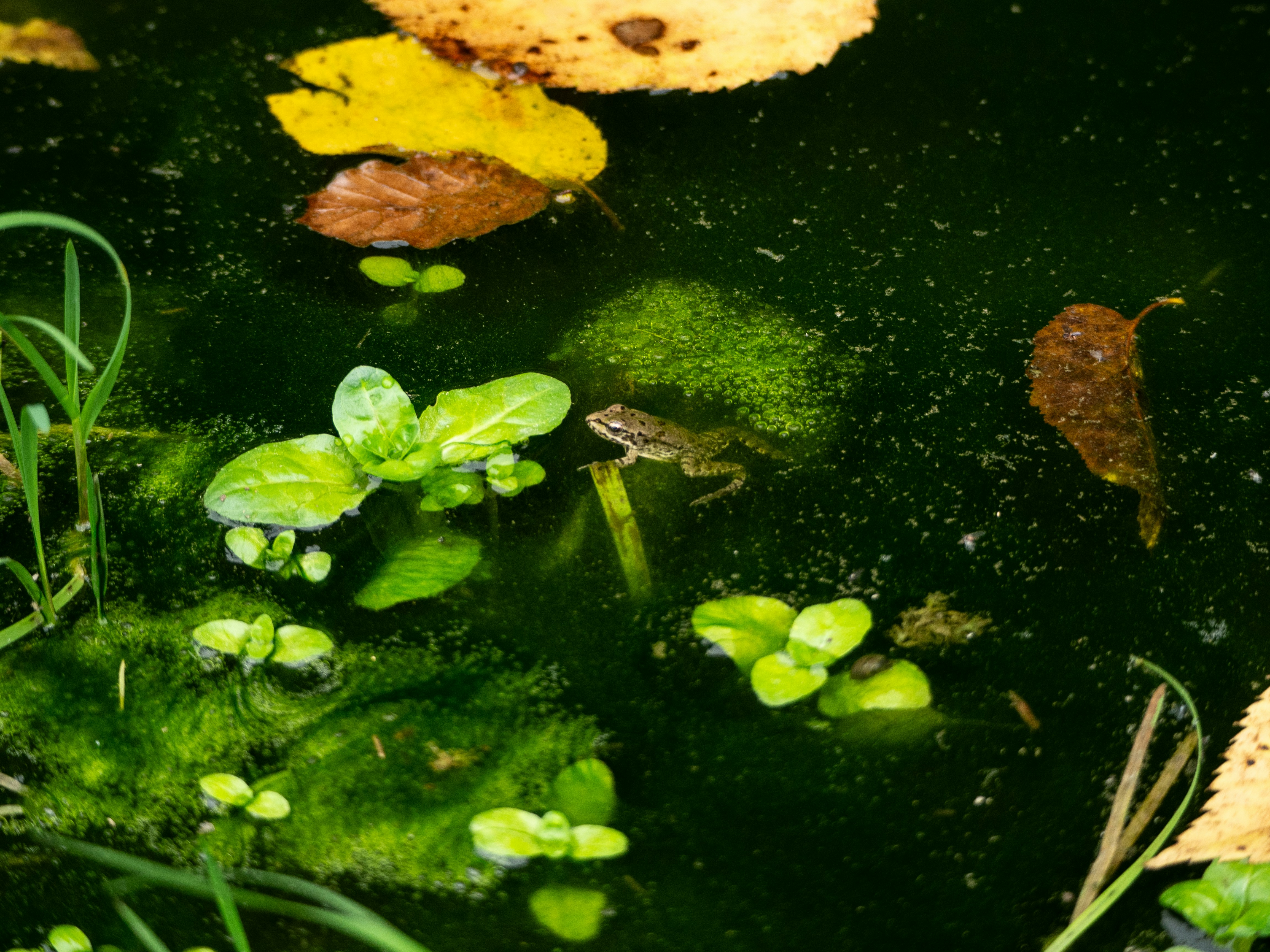 Moss-Lit Pause: A Tiny Frog in a Verdant Pond
