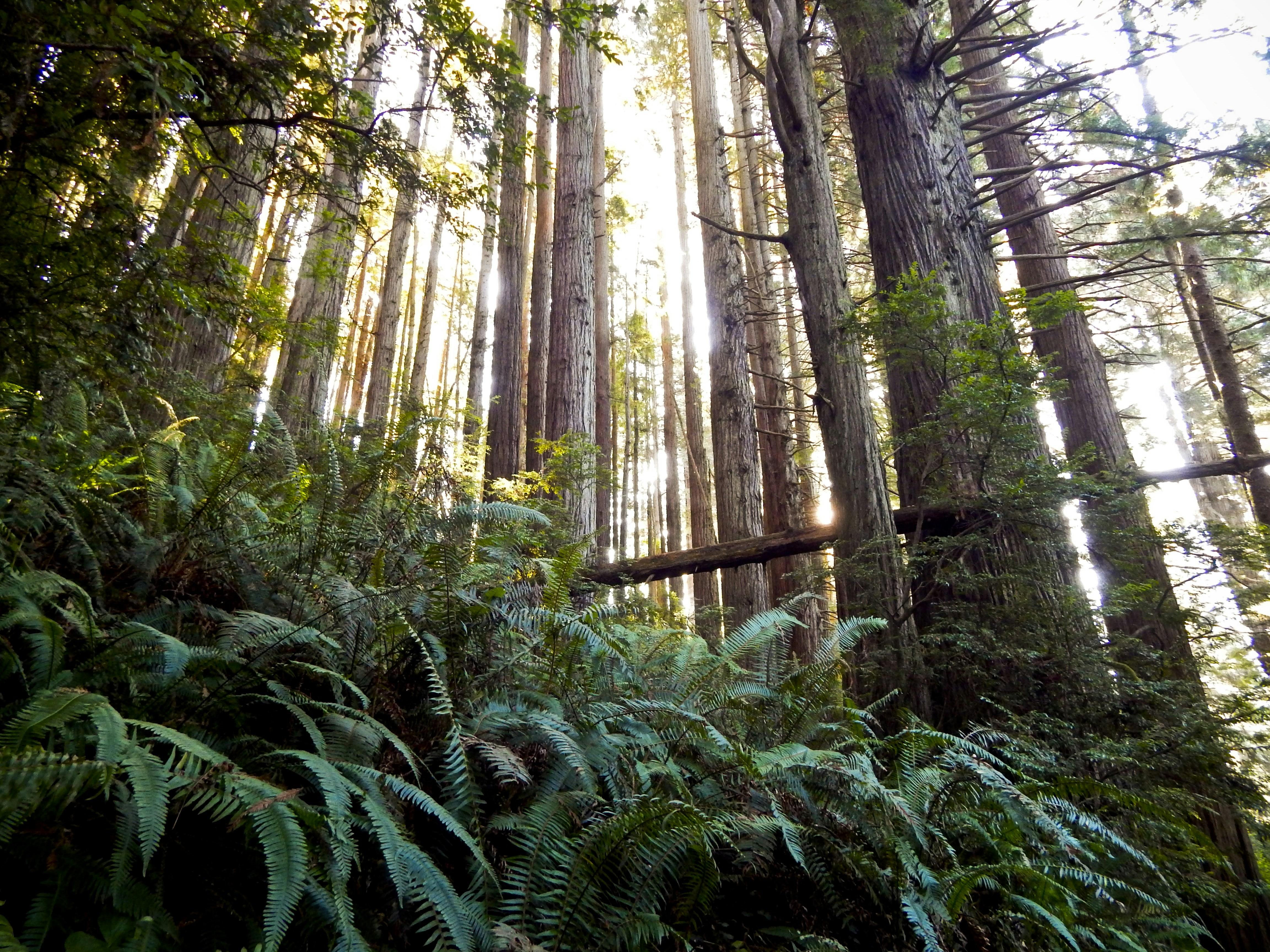 A forest filled with lots of tall trees photo – Free Redwood national and state parks Image on ...