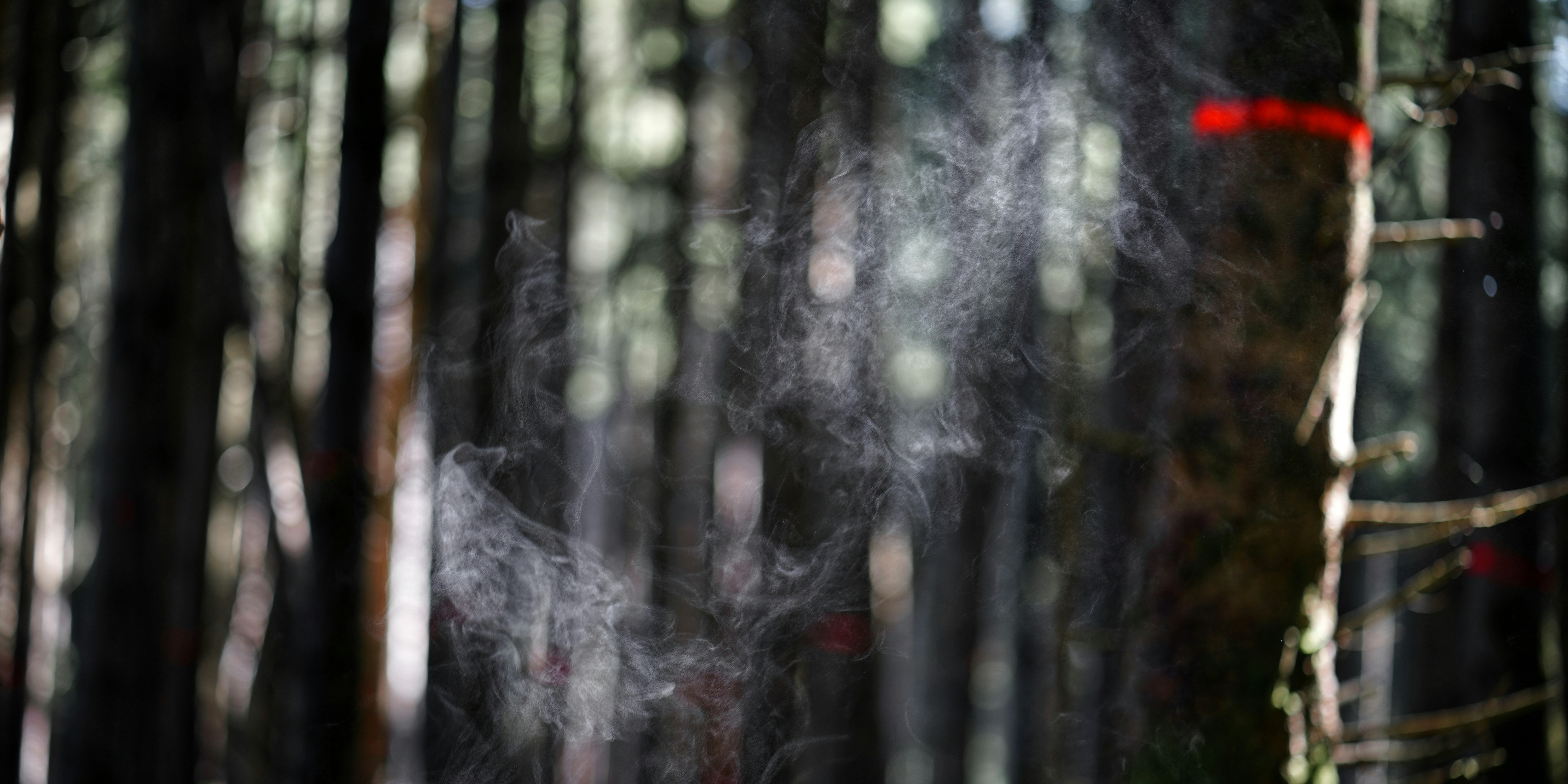 Veil Between Pines: A Misty Plume Drifting Through a Sunlit Forest