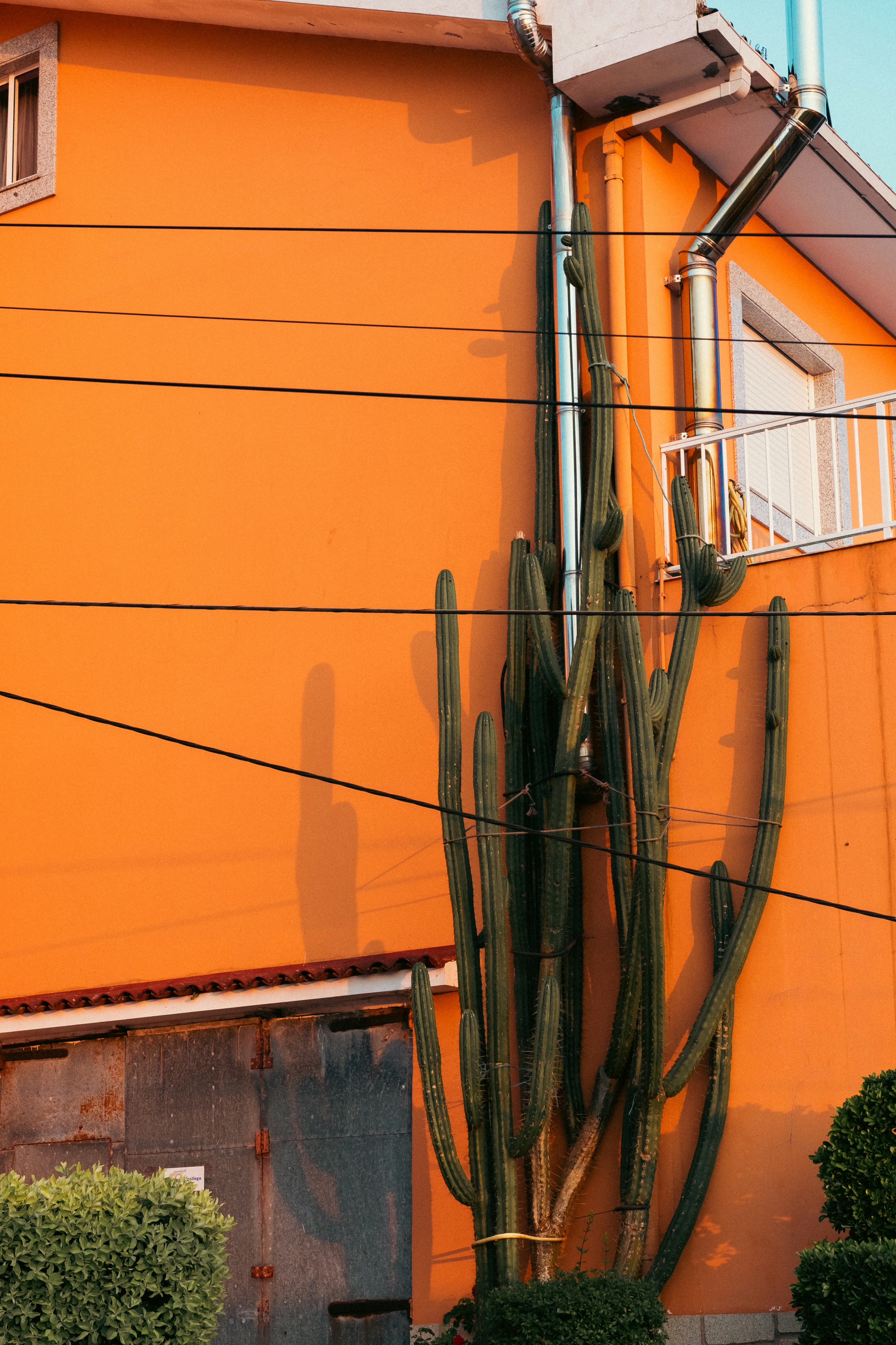 Cactus Framing on a Neon Orange Wall under a Tangle of Wires