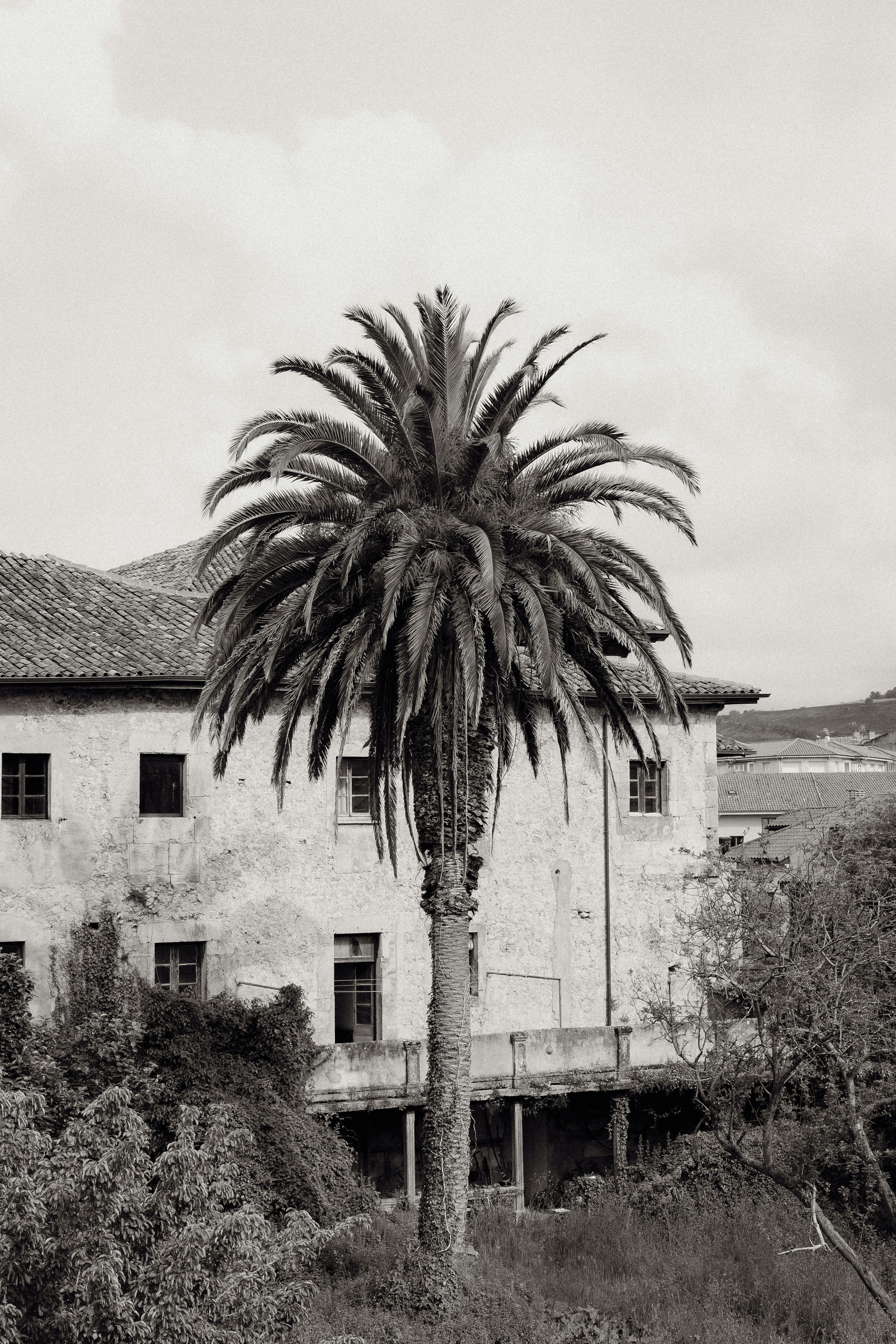 A tall palm tree stands prominently in front of a weathered, abandoned building, showcasing the contrast between nature and decay.
