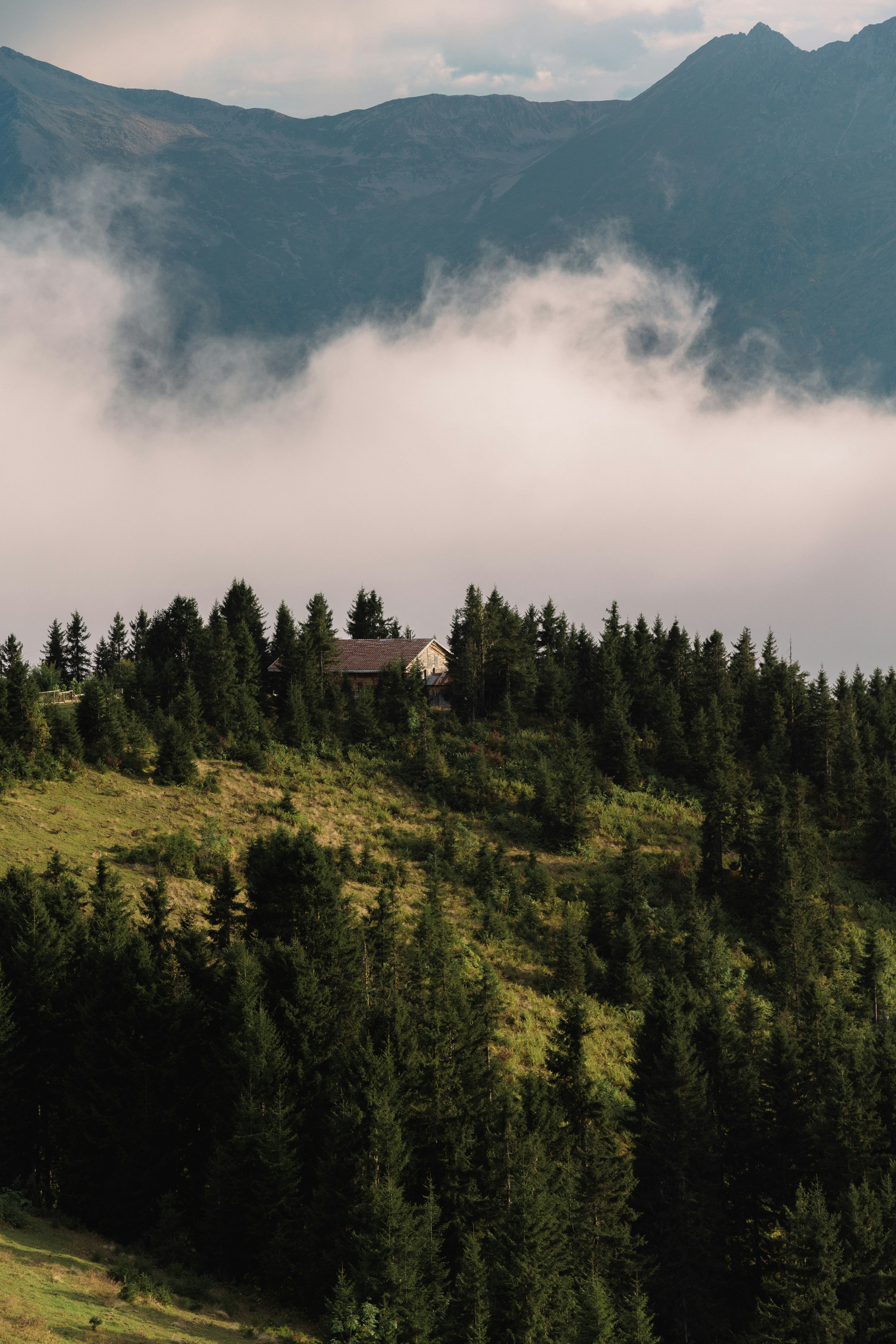 A secluded cabin nestled among dense trees on a misty hillside, with mountains in the background.