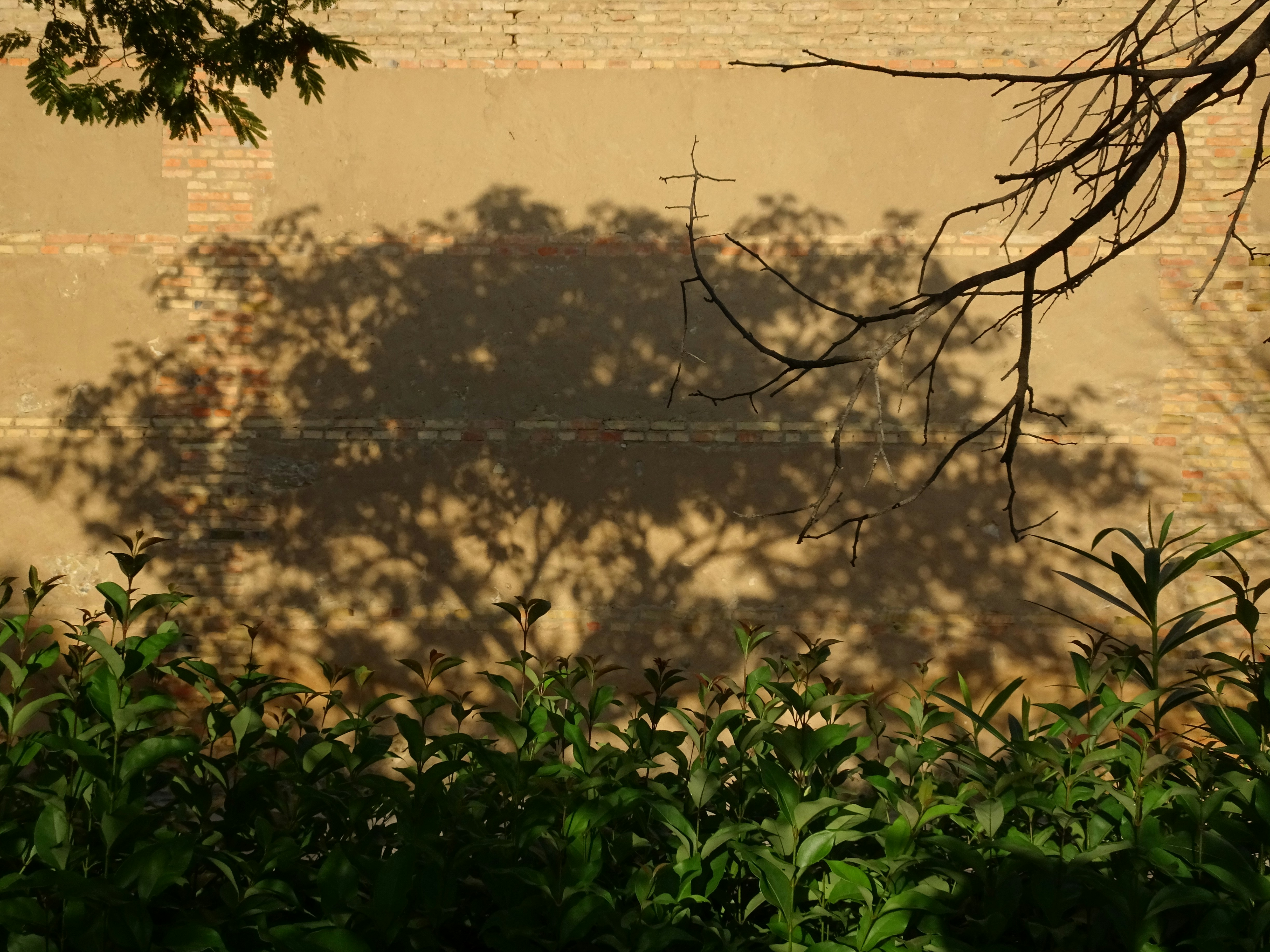 9 Oclock Shadow Pictures | Download Free Images on Unsplash