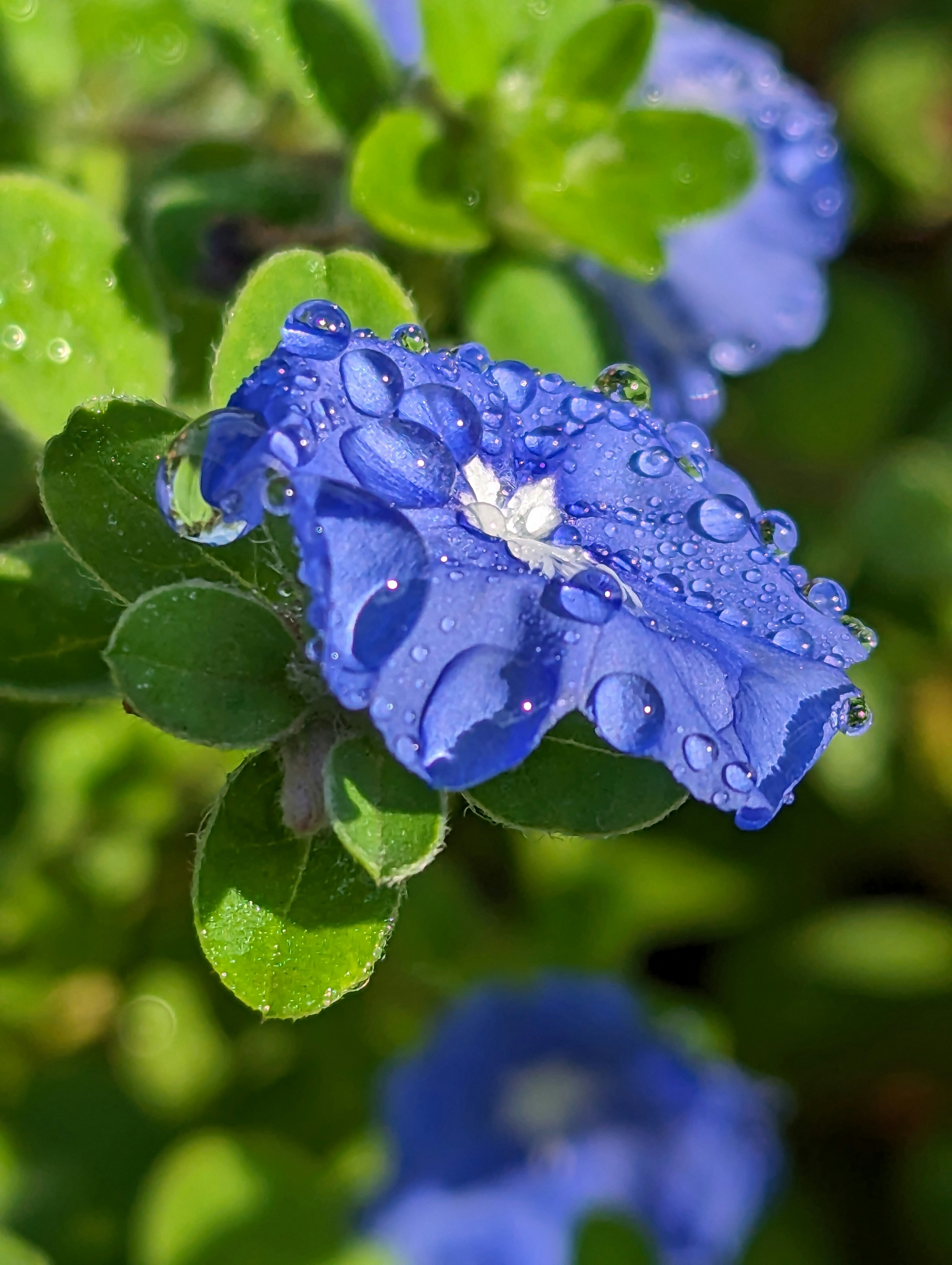 Dew-kissed sapphire bloom among emerald leaves