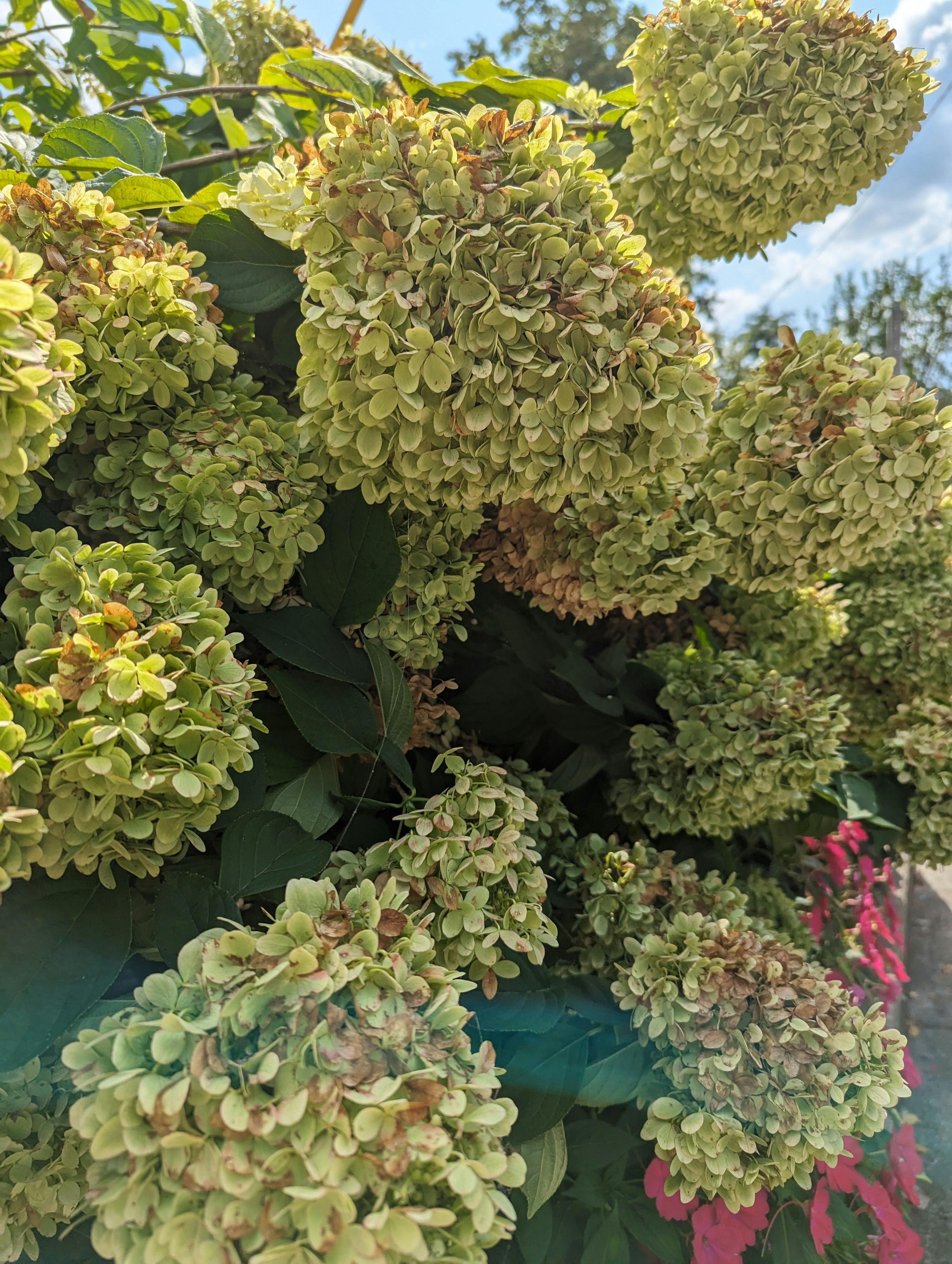 Hydrangea Clouds in Full Bloom Under a Clear Summer Sky