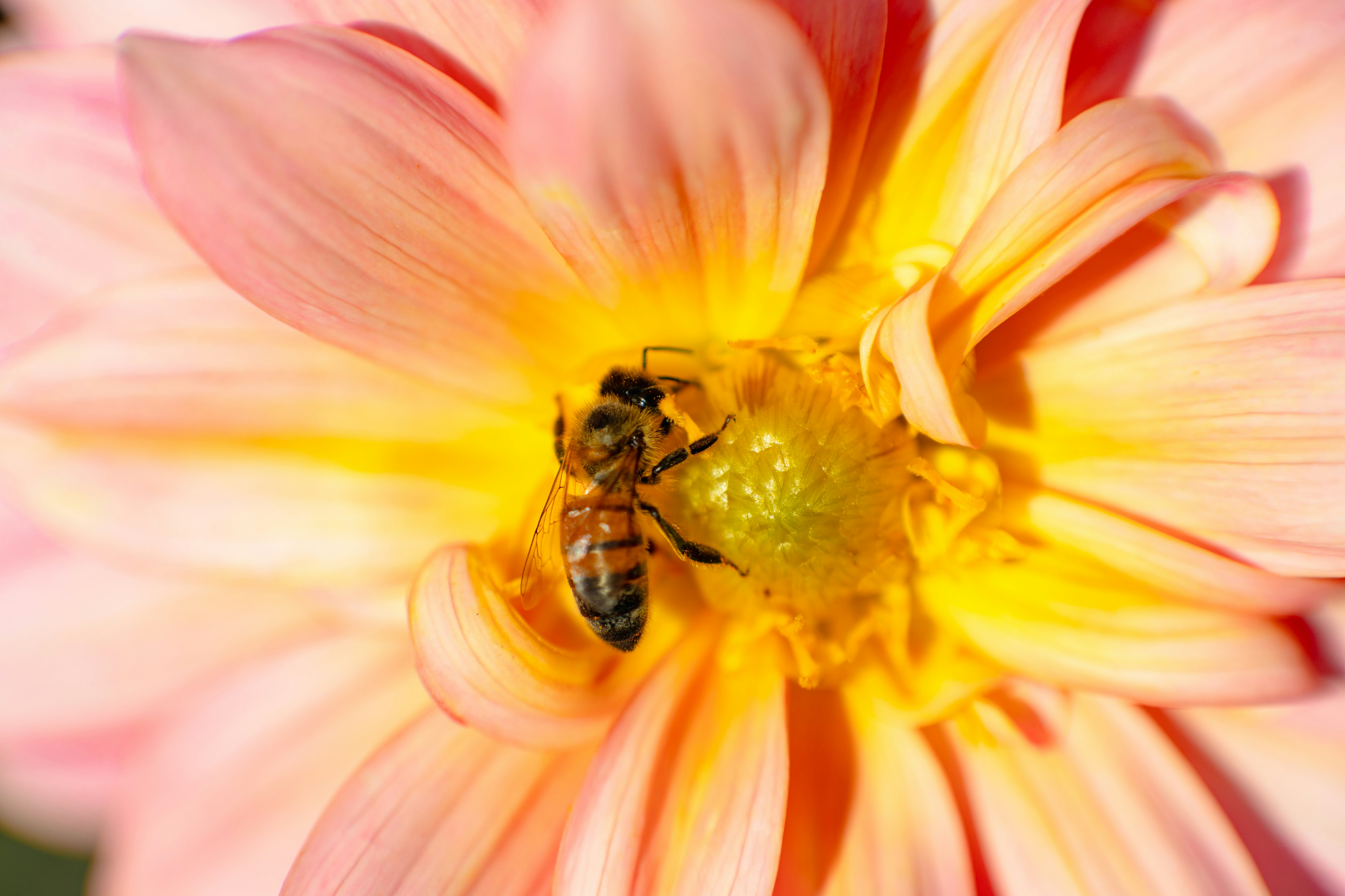 Bee at the Flower's Sunlit Core: A Macro Moment on a Dahlia