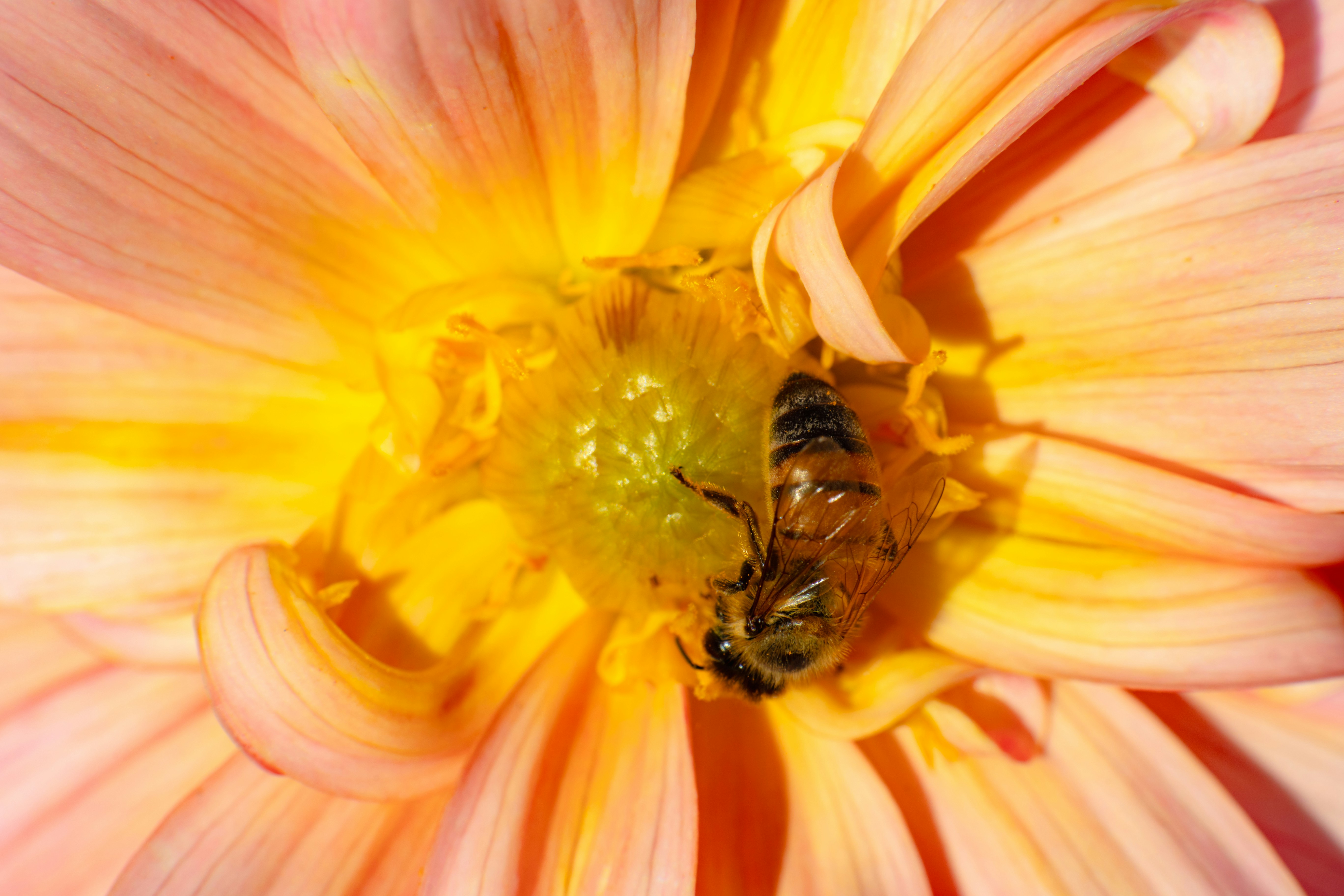 Bee at the Sunlit Core of a Coral Dahlia