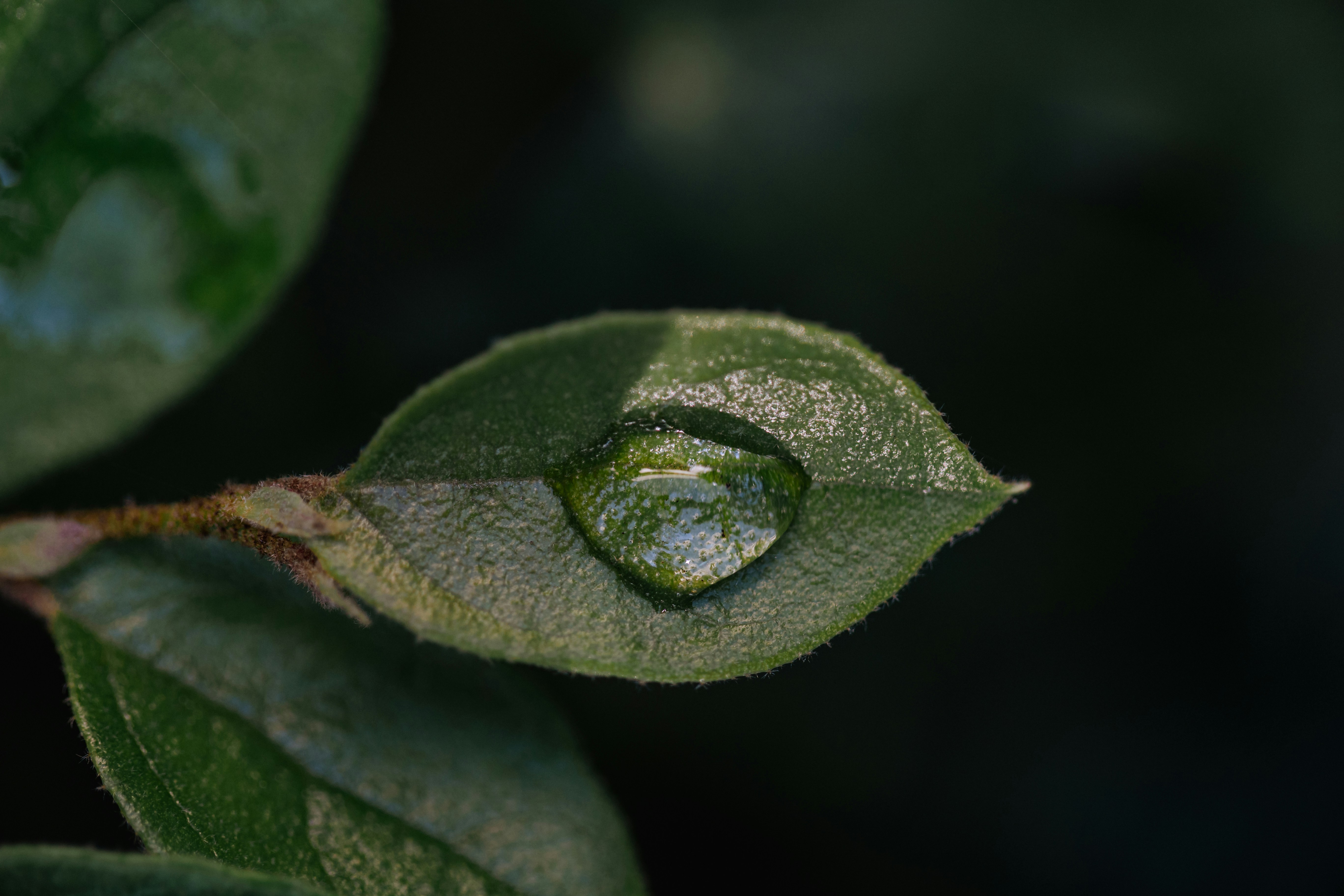 Una hoja verde con una gota de agua sobre ella foto – Imagen de Gris ...